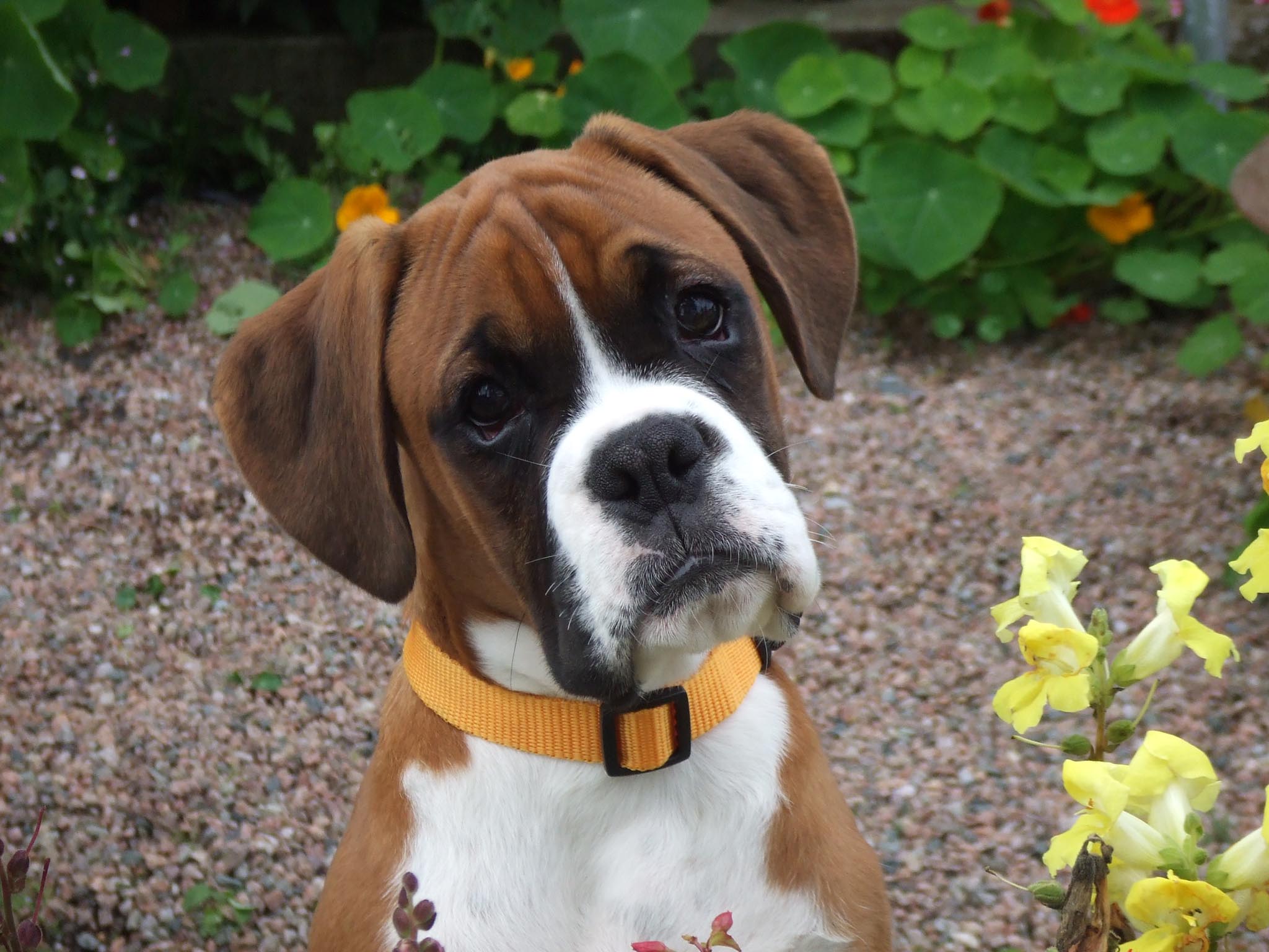 Boxer Puppy Wallpapers - Top Free Boxer Puppy Backgrounds - WallpaperAccess