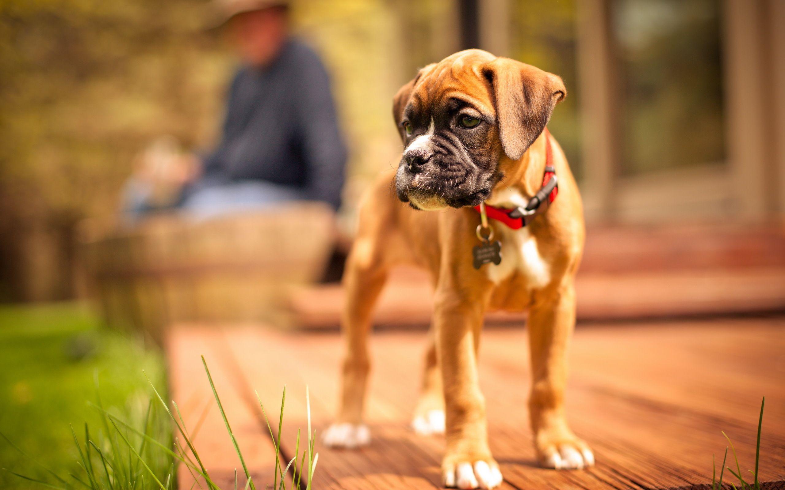 Boxer Puppies Wallpapers - Top Free Boxer Puppies Backgrounds ...
