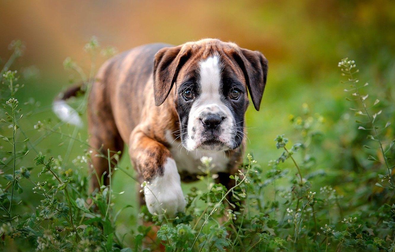 Boxer Puppies Wallpapers - Top Free Boxer Puppies Backgrounds ...