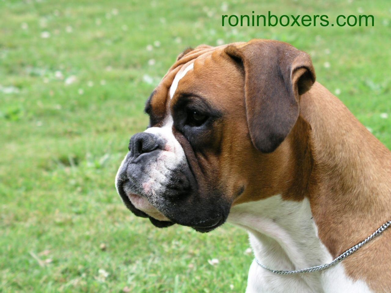 Boxer Puppies Wallpapers - Top Free Boxer Puppies Backgrounds ...
