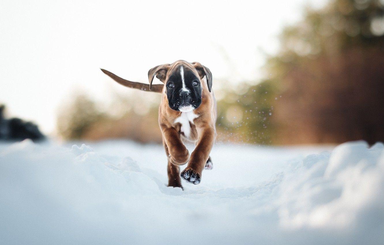 Boxer Puppies Wallpapers - Top Free Boxer Puppies Backgrounds ...