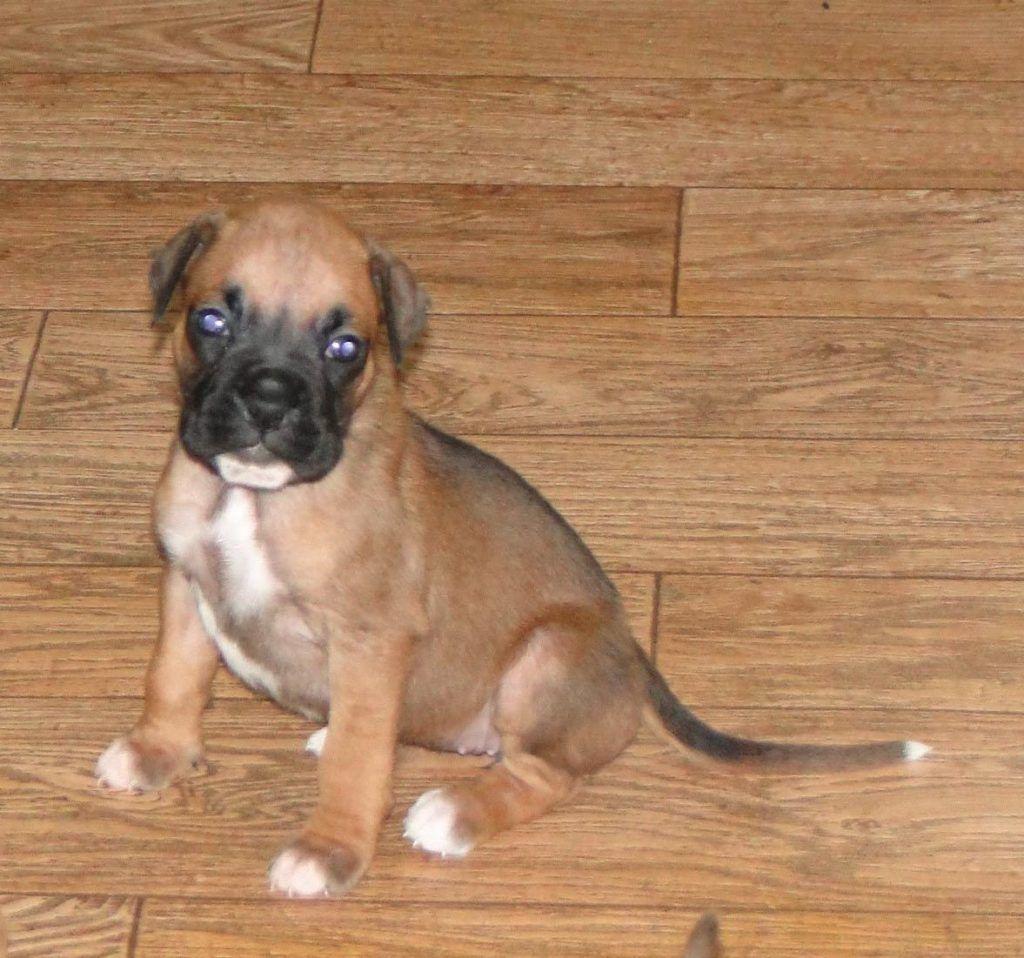 Boxer Puppies Wallpapers - Top Free Boxer Puppies Backgrounds ...