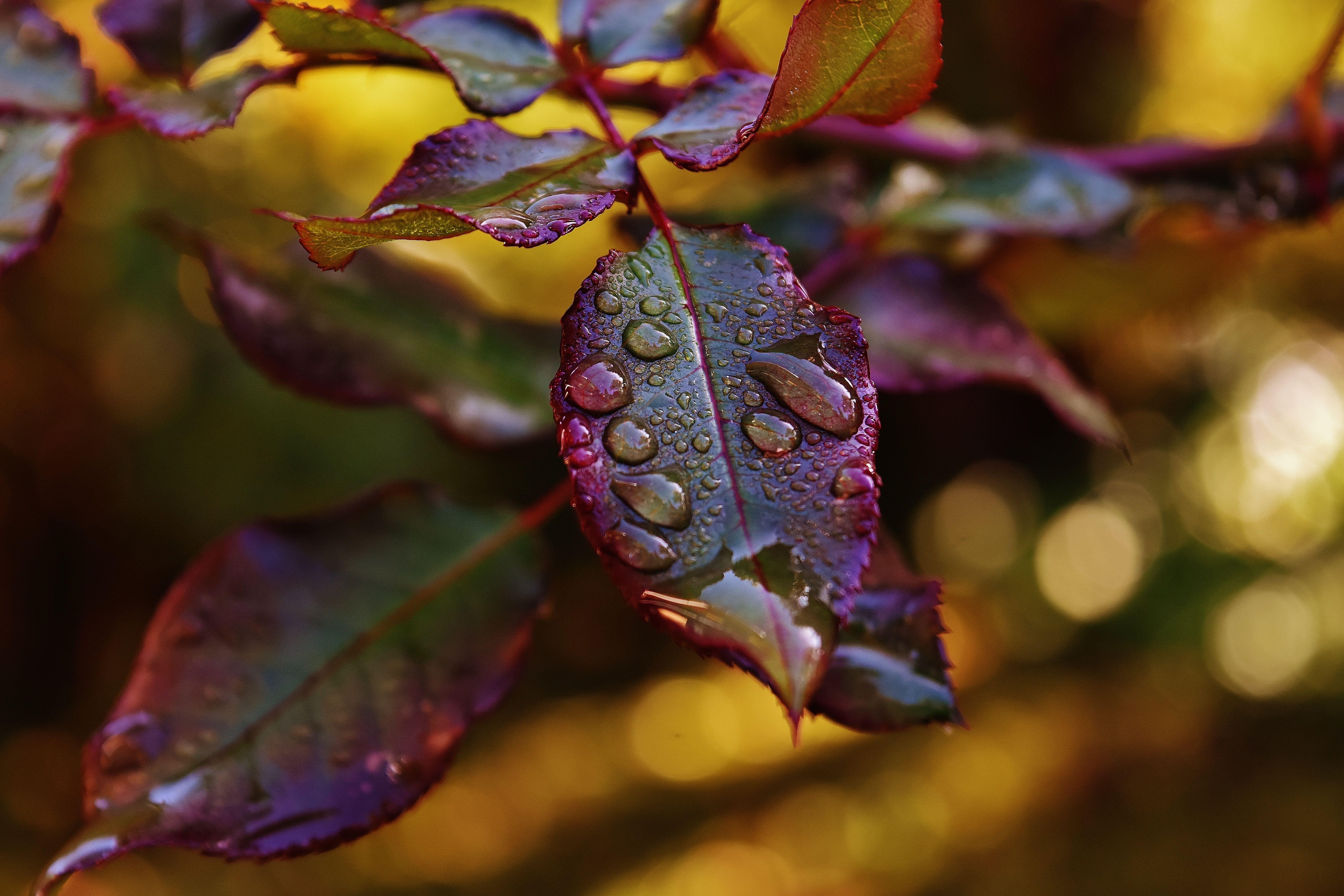 6000 X 4000 Wallpapers - Top Free 6000 X 4000 Backgrounds - WallpaperAccess