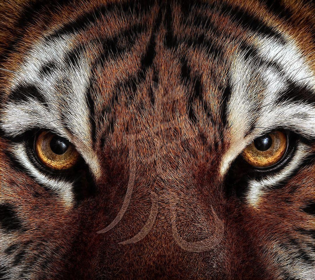 Chinese Tiger Wallpapers - Top Free Chinese Tiger Backgrounds ...