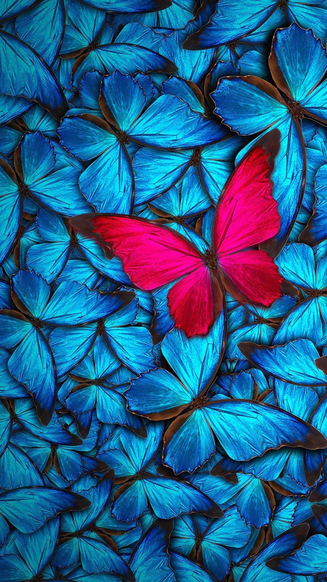Turquoise Butterfly Wallpapers - Top Free Turquoise Butterfly ...