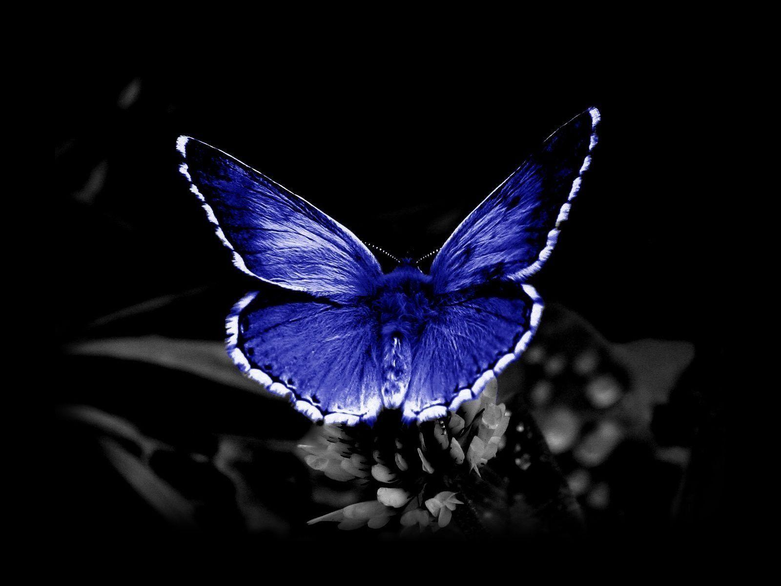 Electric Butterfly Wallpapers - Top Free Electric Butterfly Backgrounds ...