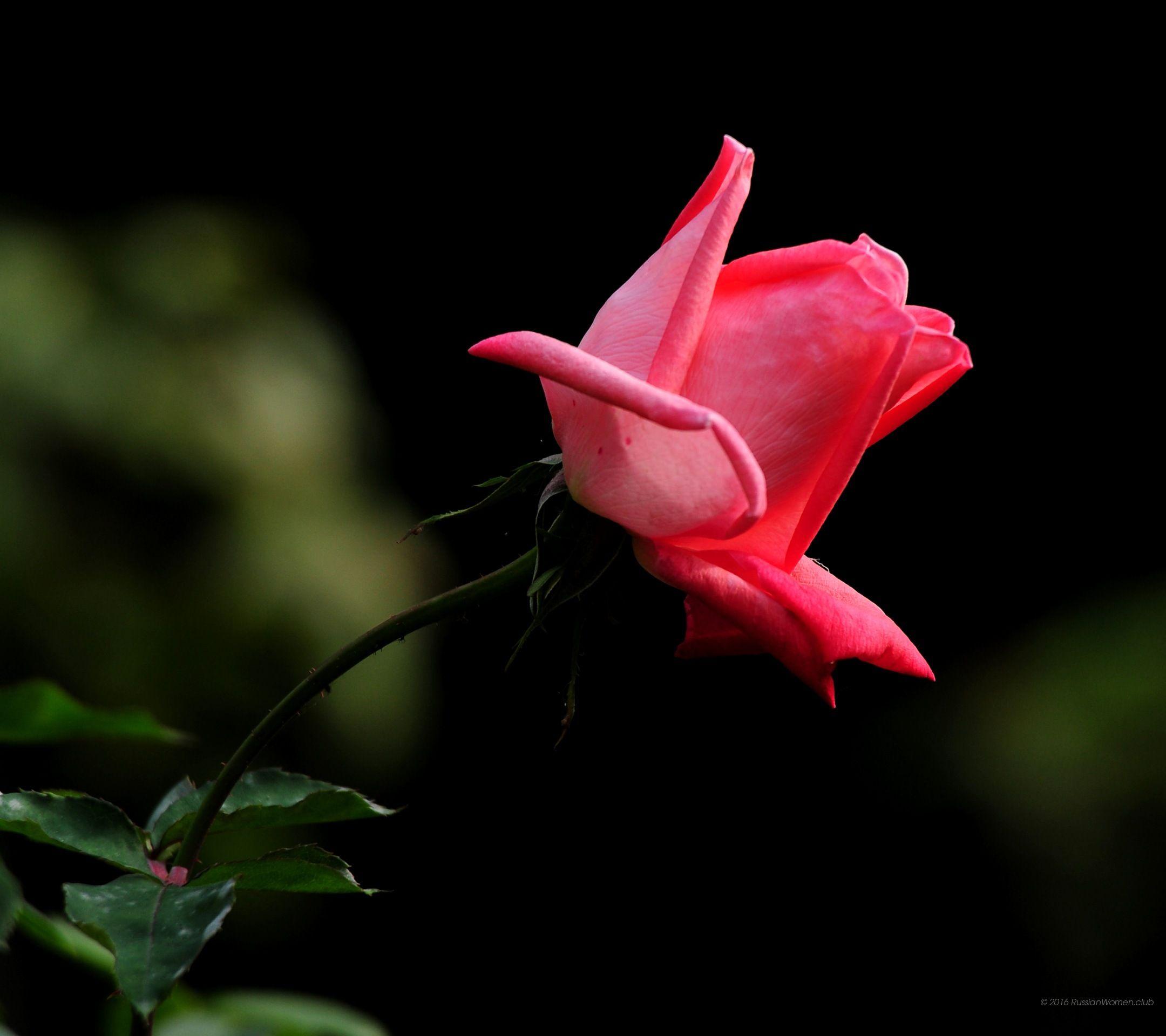 Oppo F3 Plus Wallpapers - Top Free Oppo F3 Plus Backgrounds ...