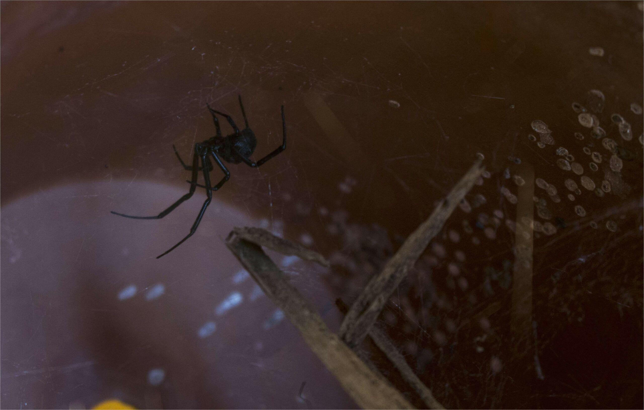 Black Widow Spiders Wallpapers - Top Free Black Widow Spiders ...