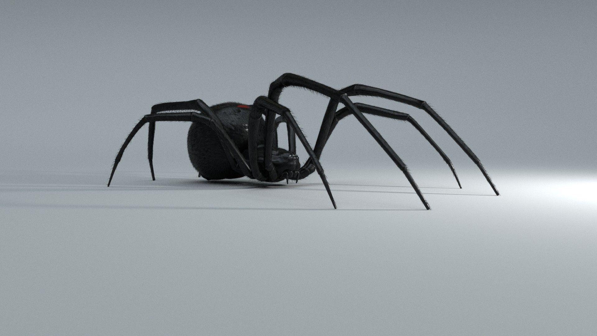 Black Widow Spiders Wallpapers - Top Free Black Widow Spiders ...