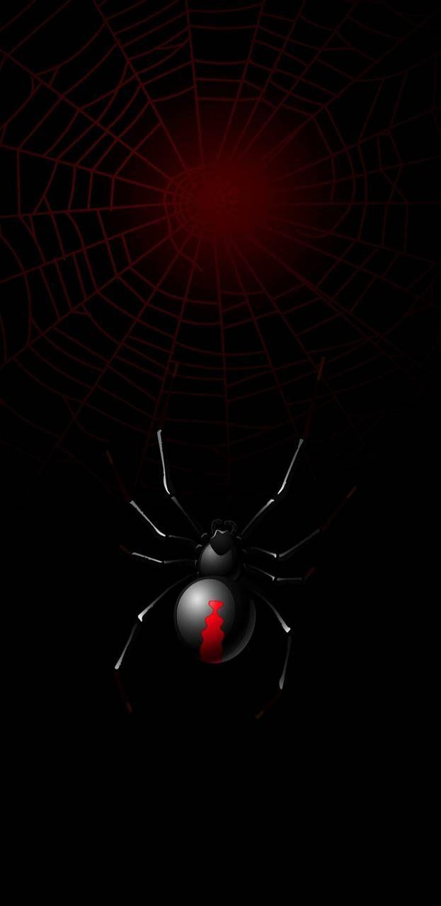 Red Spider Wallpapers - Top Free Red Spider Backgrounds - WallpaperAccess