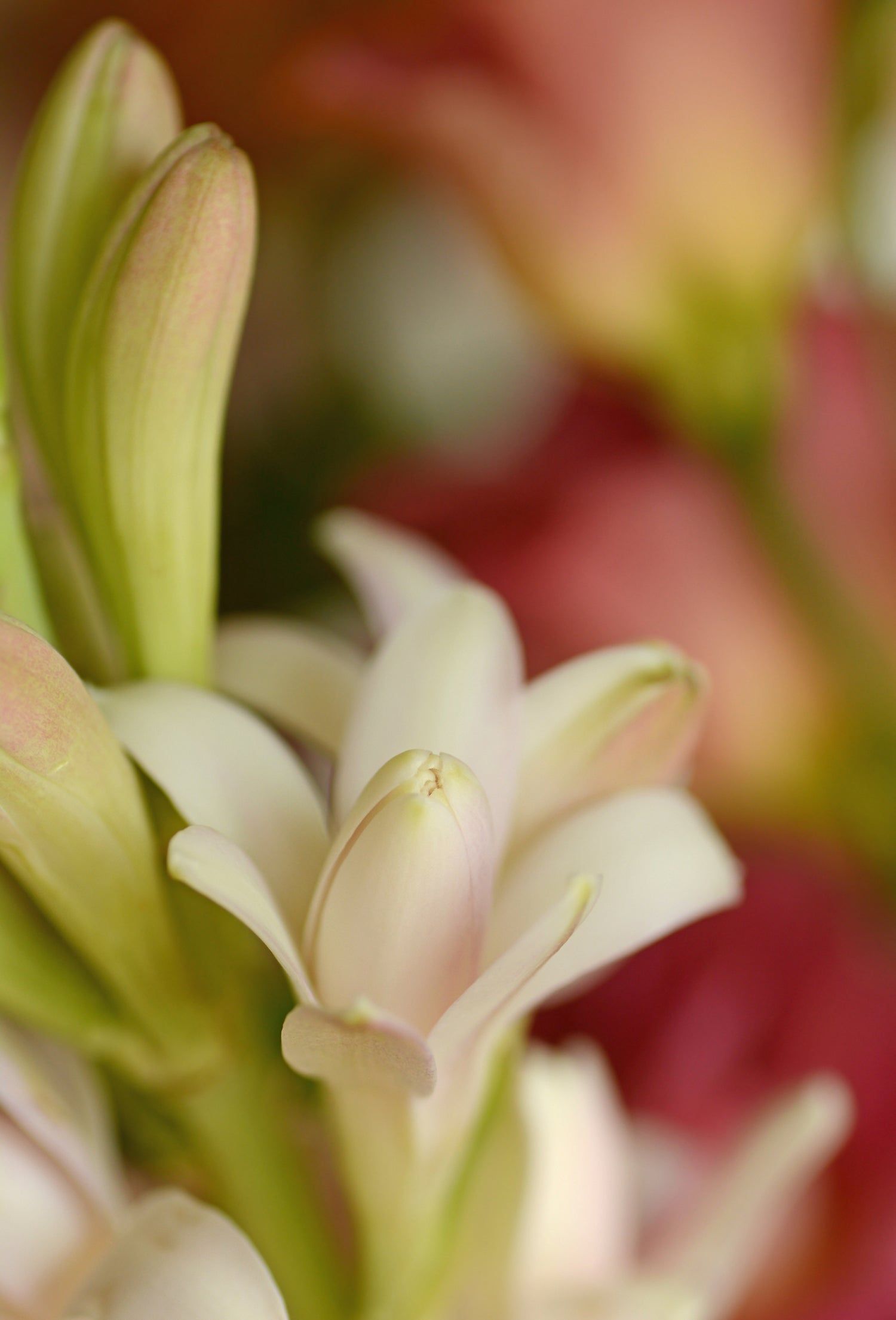 Tuberose Wallpapers - Top Free Tuberose Backgrounds - WallpaperAccess