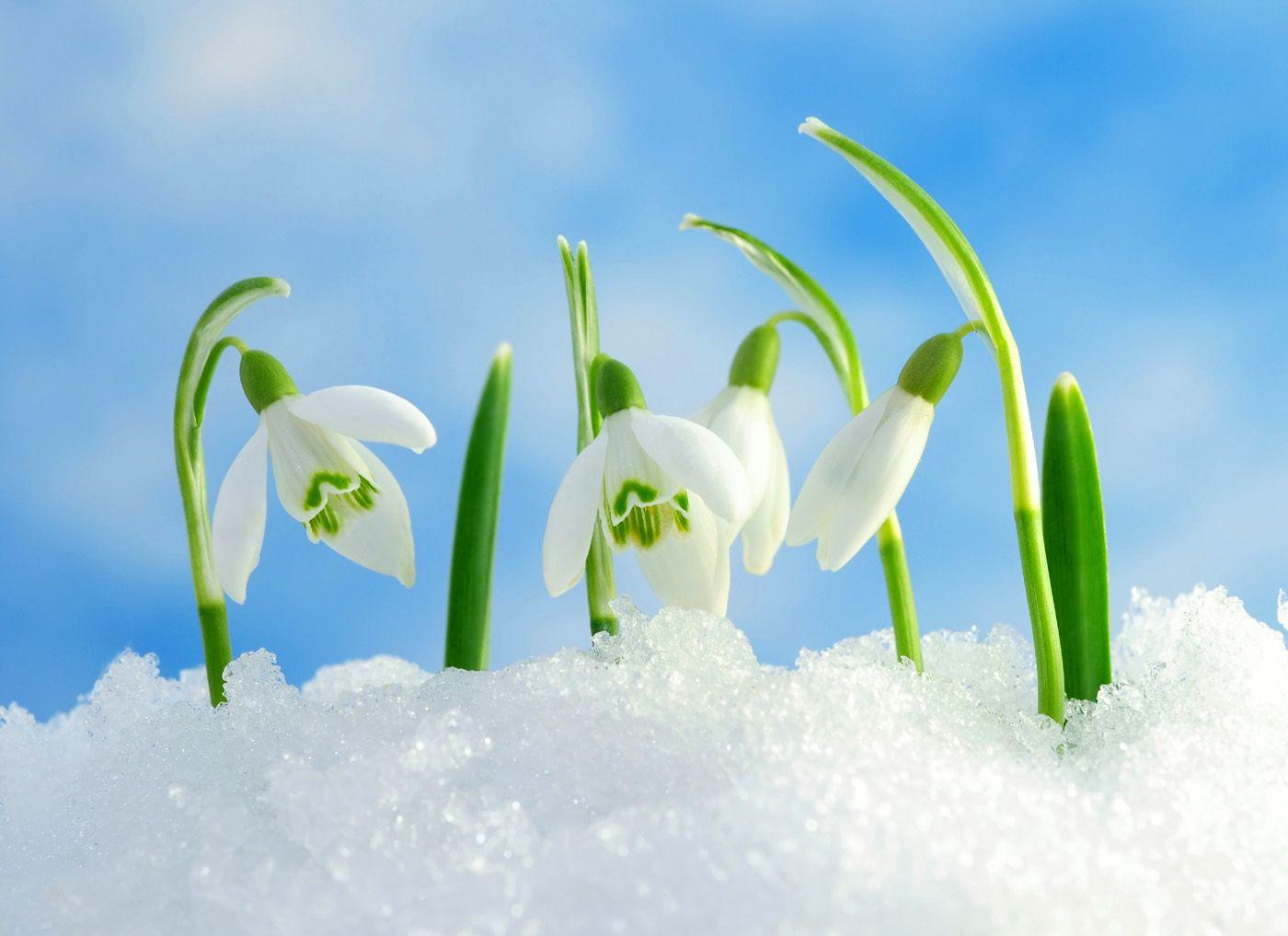 Flower and Snow Wallpapers - Top Free Flower and Snow Backgrounds ...