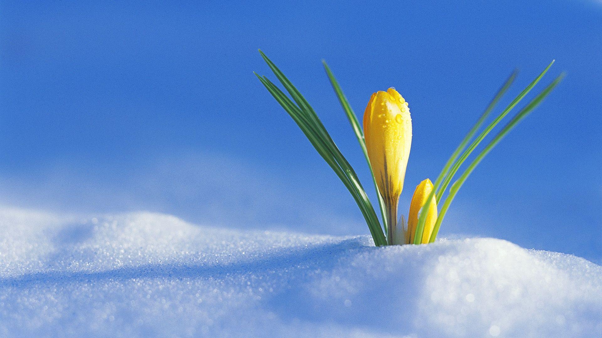 Flower and Snow Wallpapers - Top Free Flower and Snow Backgrounds ...