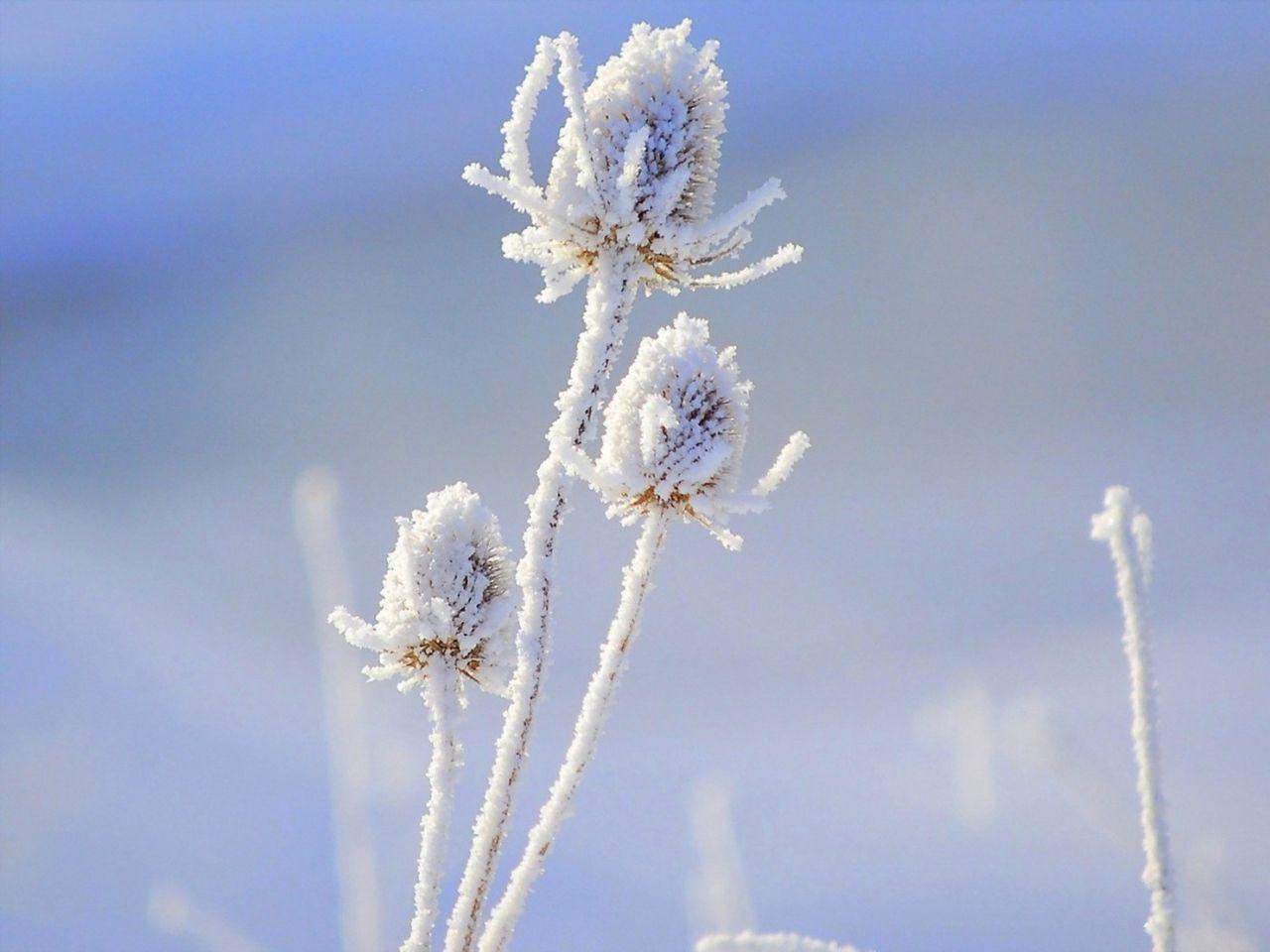 Flower and Snow Wallpapers - Top Free Flower and Snow Backgrounds ...