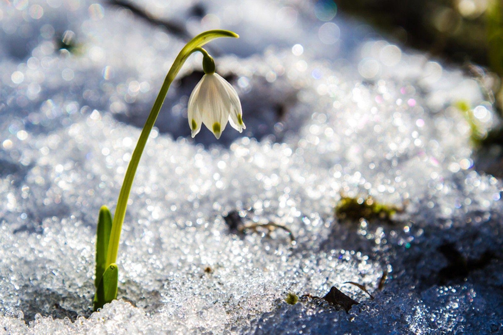 Flower and Snow Wallpapers - Top Free Flower and Snow Backgrounds ...
