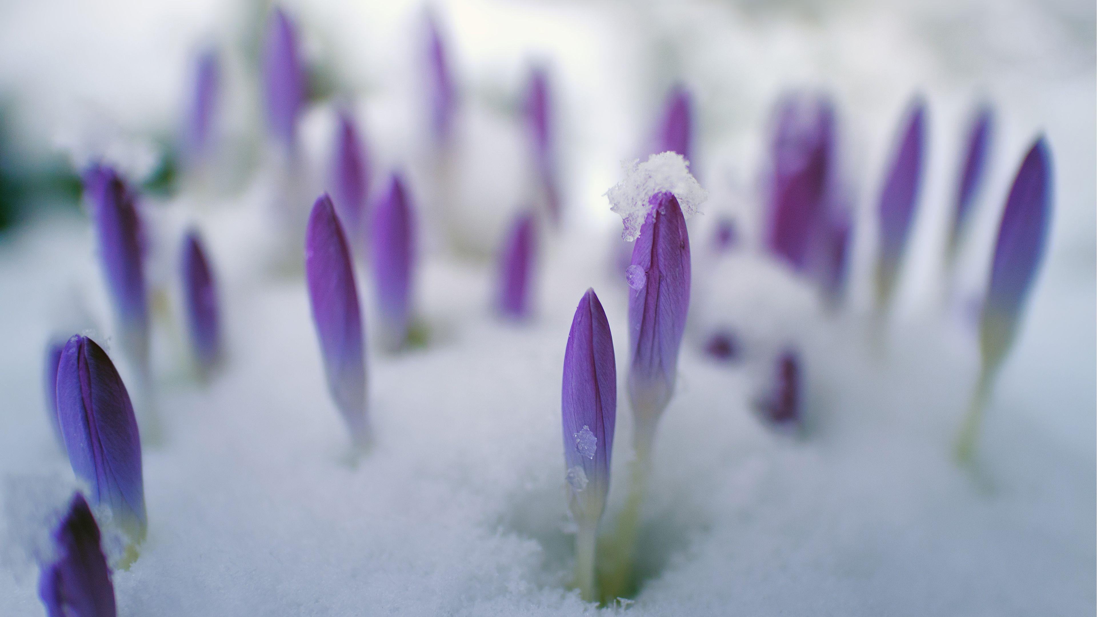 Flower and Snow Wallpapers - Top Free Flower and Snow Backgrounds ...