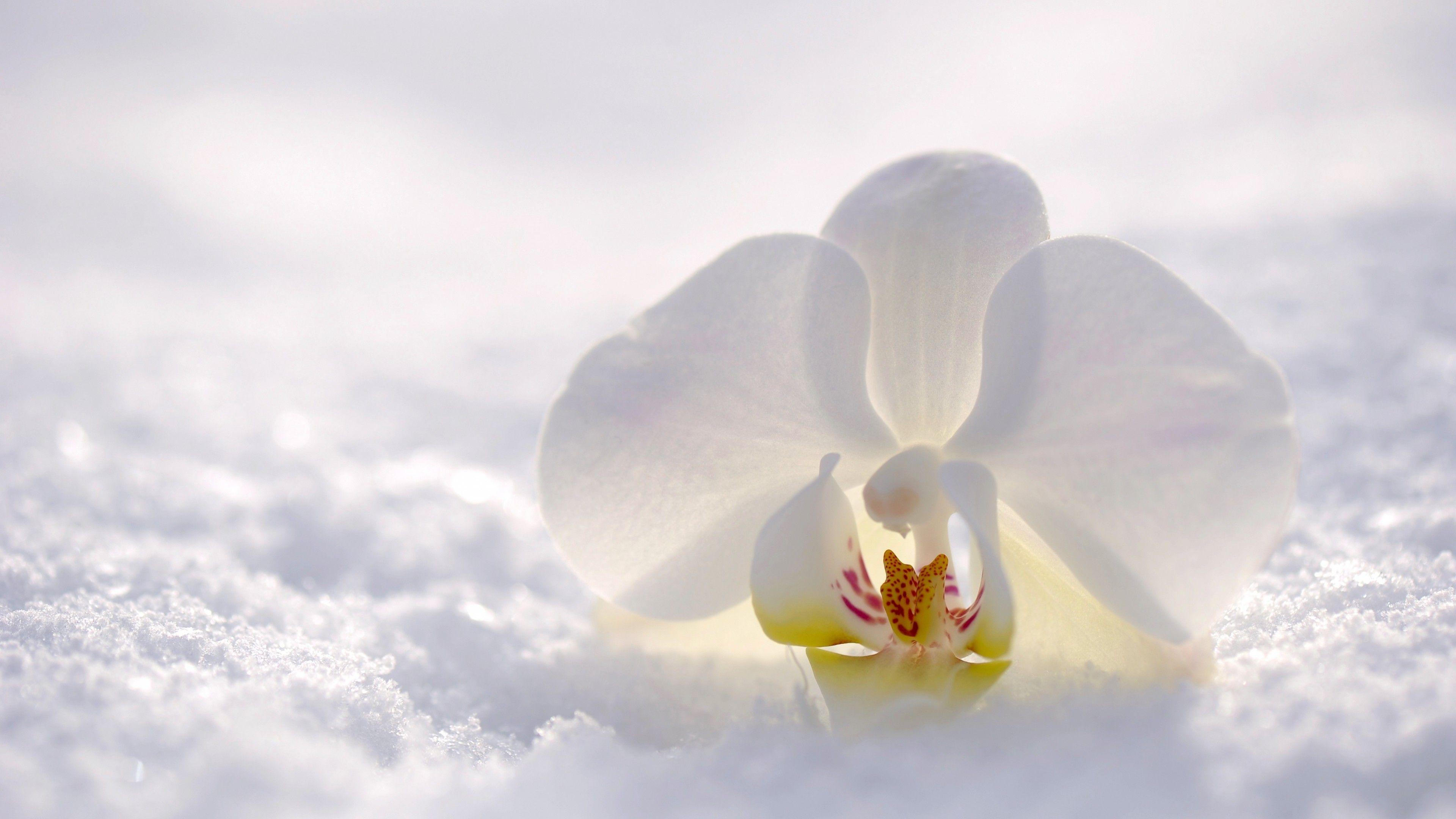 Flower and Snow Wallpapers - Top Free Flower and Snow Backgrounds ...