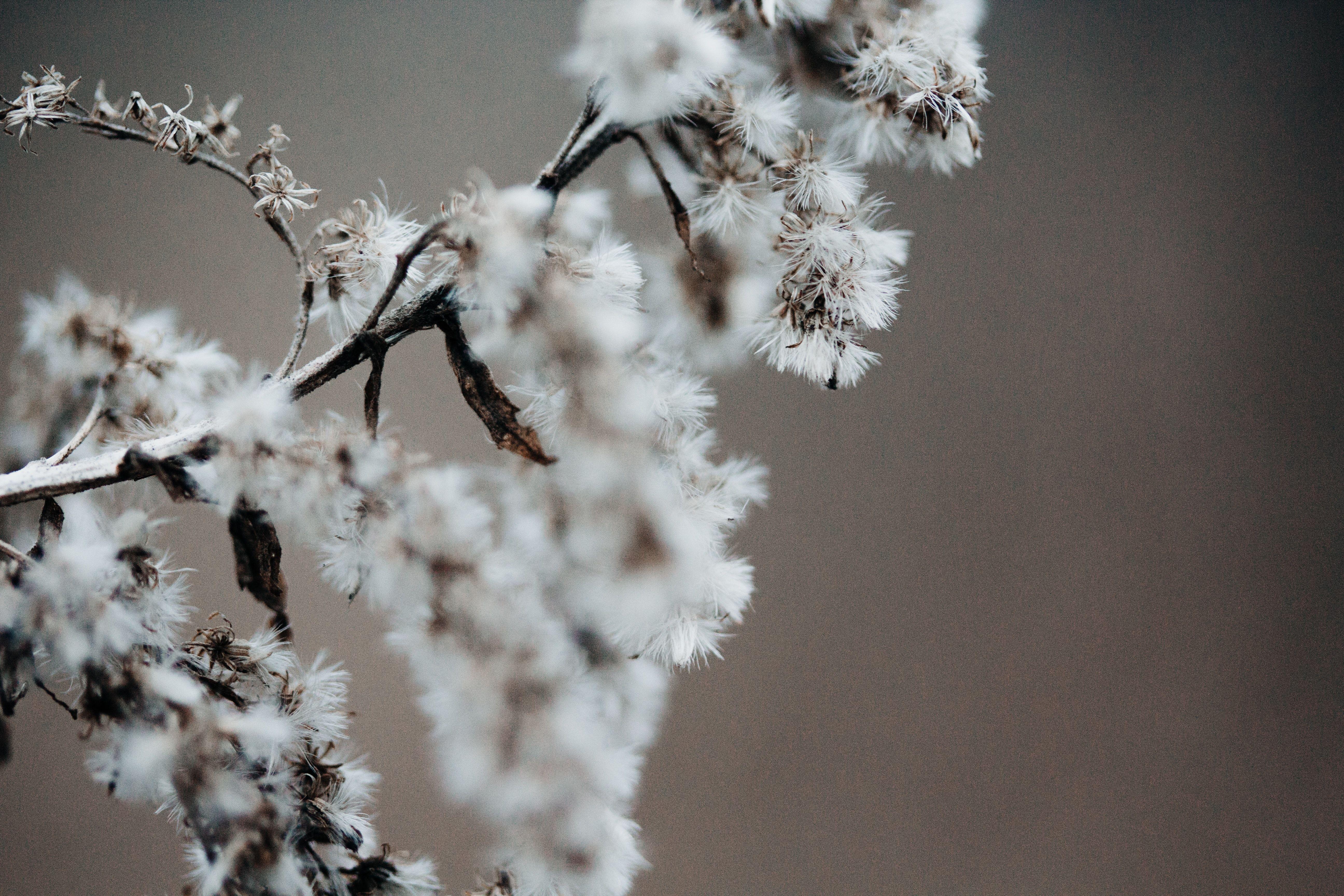 Flower and Snow Wallpapers - Top Free Flower and Snow Backgrounds ...