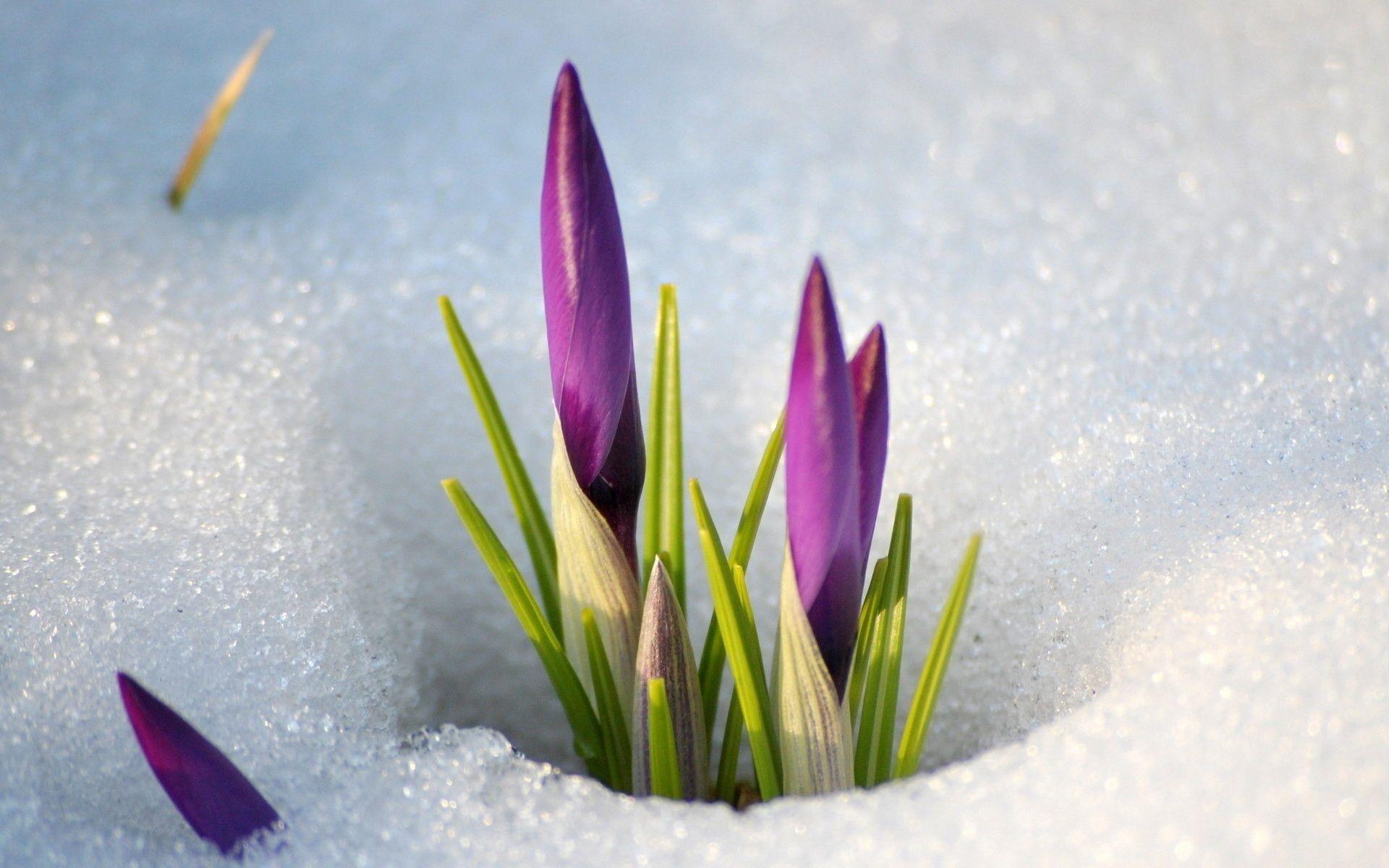 Flower and Snow Wallpapers - Top Free Flower and Snow Backgrounds ...