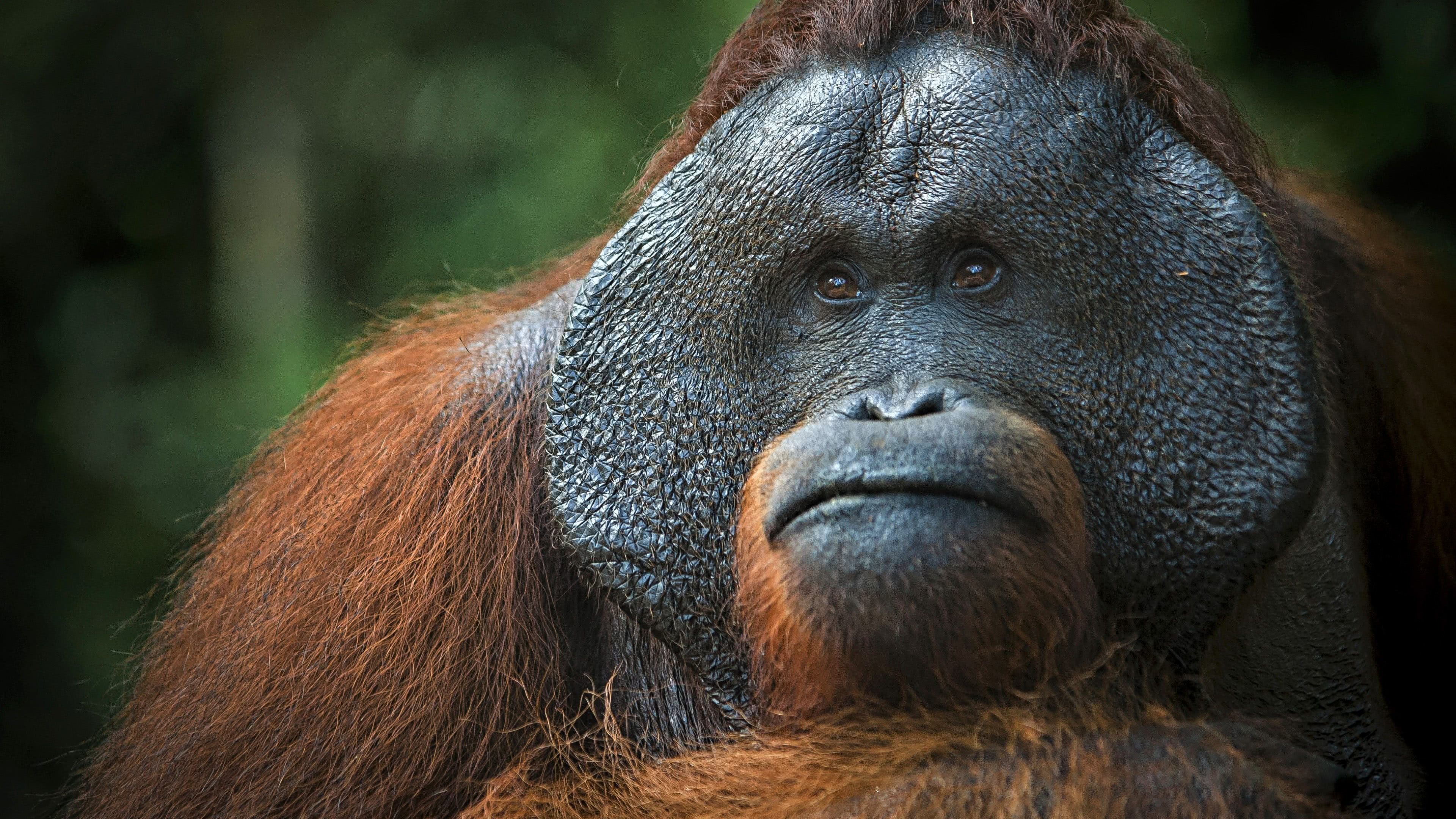 Monkey 4K Wallpapers - Top Free Monkey 4K Backgrounds - WallpaperAccess