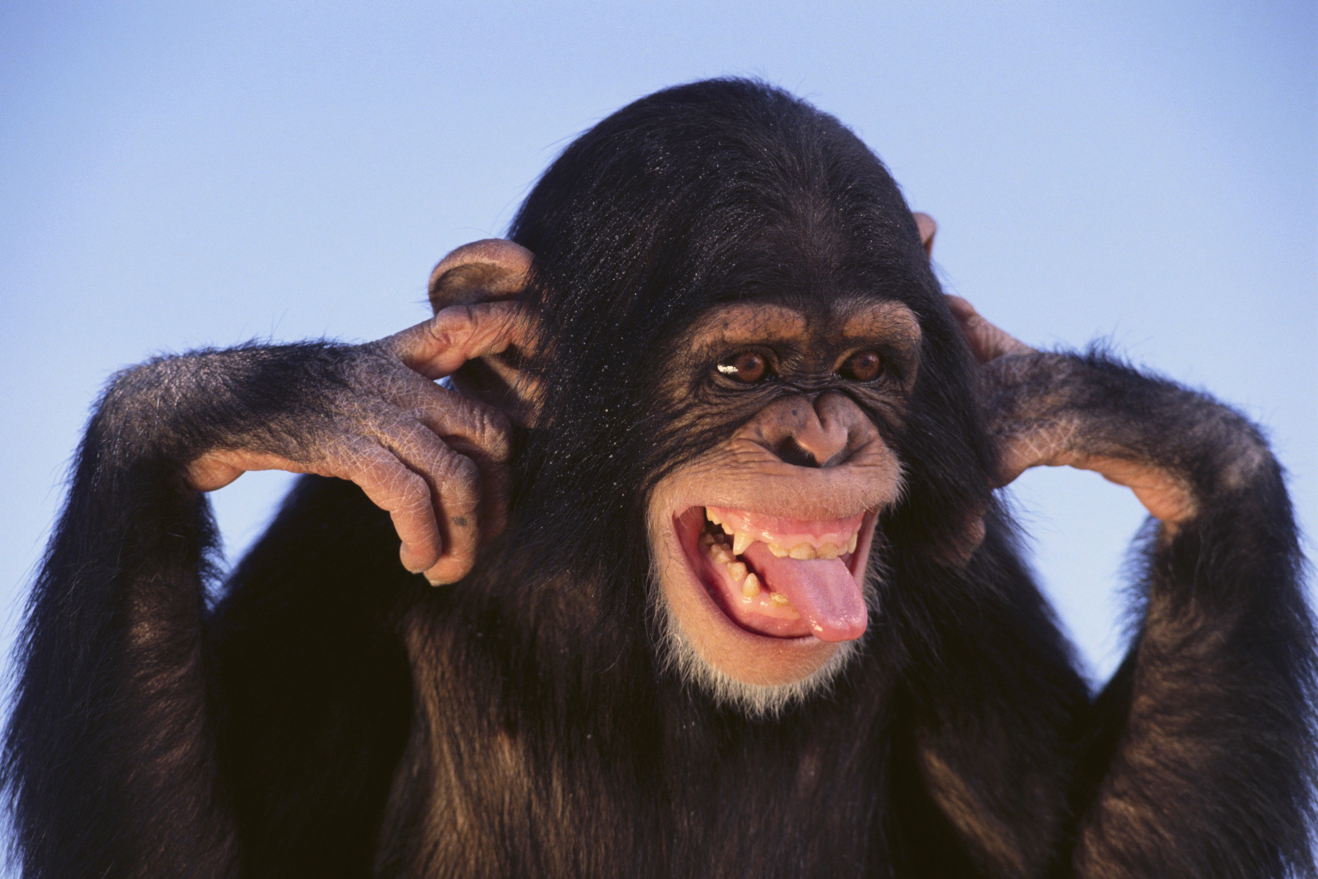 Monkey 4K Wallpapers - Top Free Monkey 4K Backgrounds - WallpaperAccess