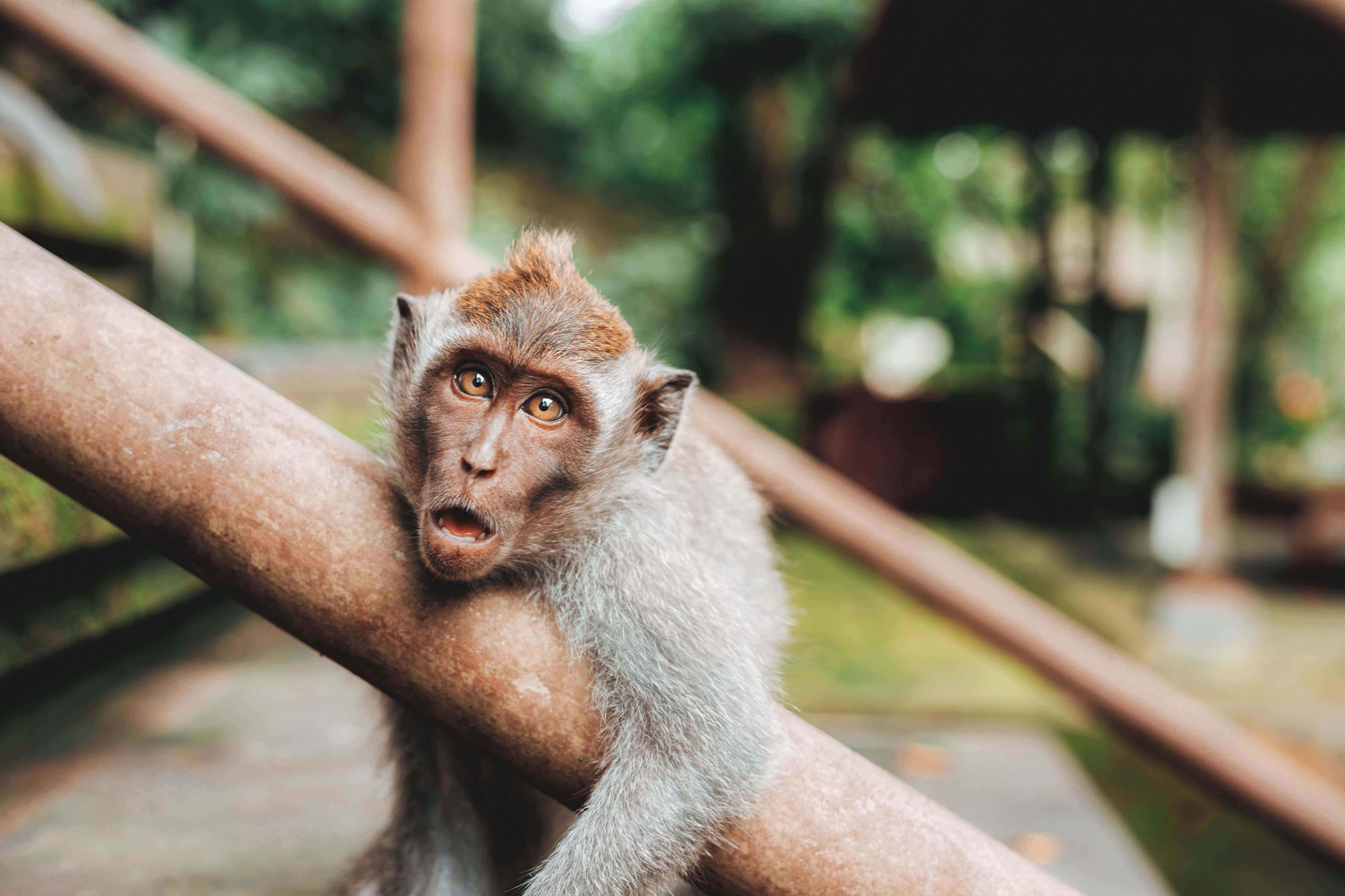 Monkey 4K Wallpapers - Top Free Monkey 4K Backgrounds - WallpaperAccess