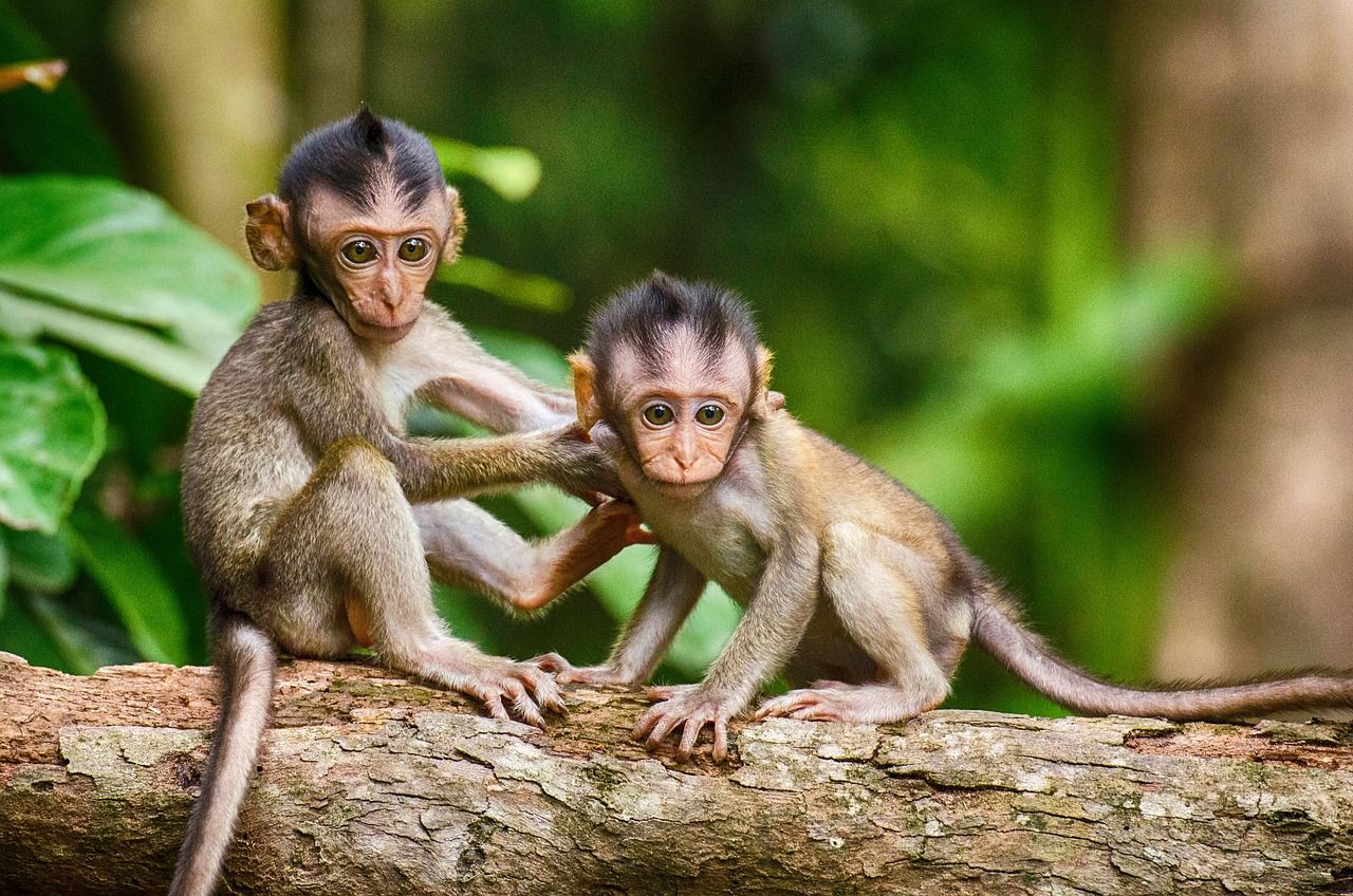 Monkey 4K Wallpapers - Top Free Monkey 4K Backgrounds - WallpaperAccess