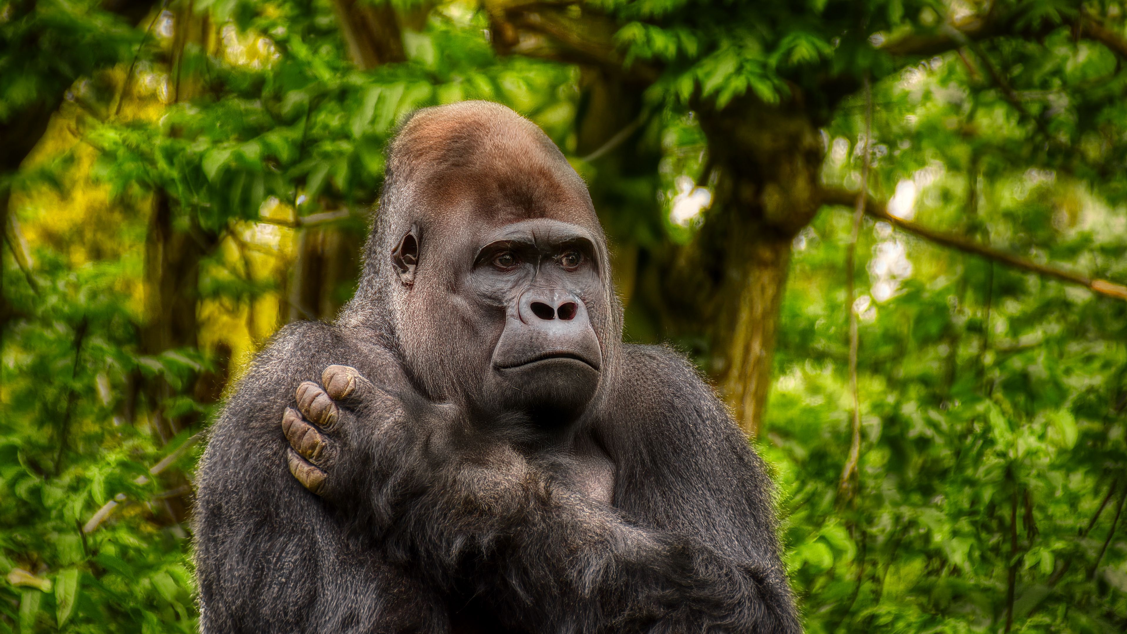 Monkey 4K Wallpapers - Top Free Monkey 4K Backgrounds - WallpaperAccess