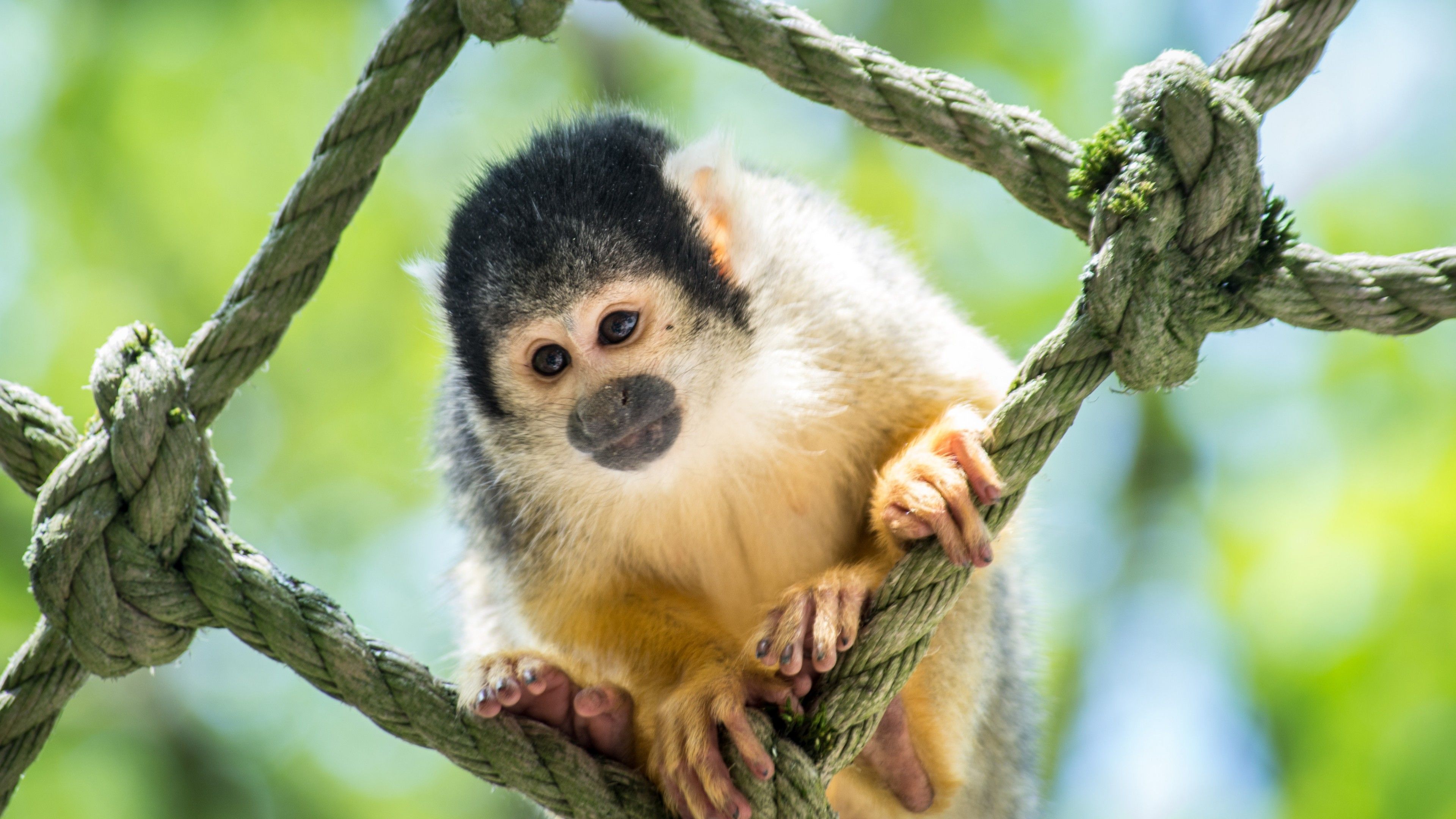 Monkey 4K Wallpapers - Top Free Monkey 4K Backgrounds - WallpaperAccess