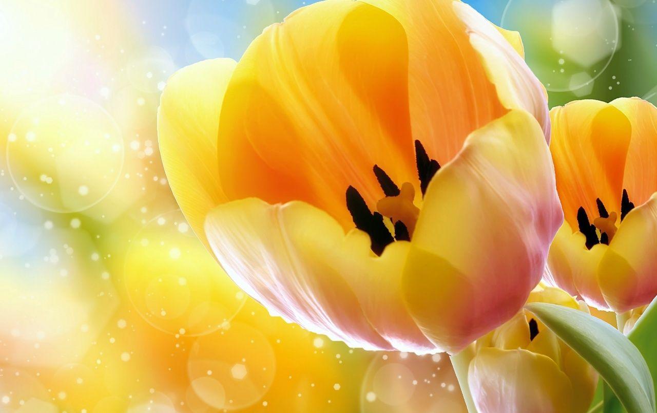 Yellow Tulips Wallpapers - Top Free Yellow Tulips Backgrounds ...