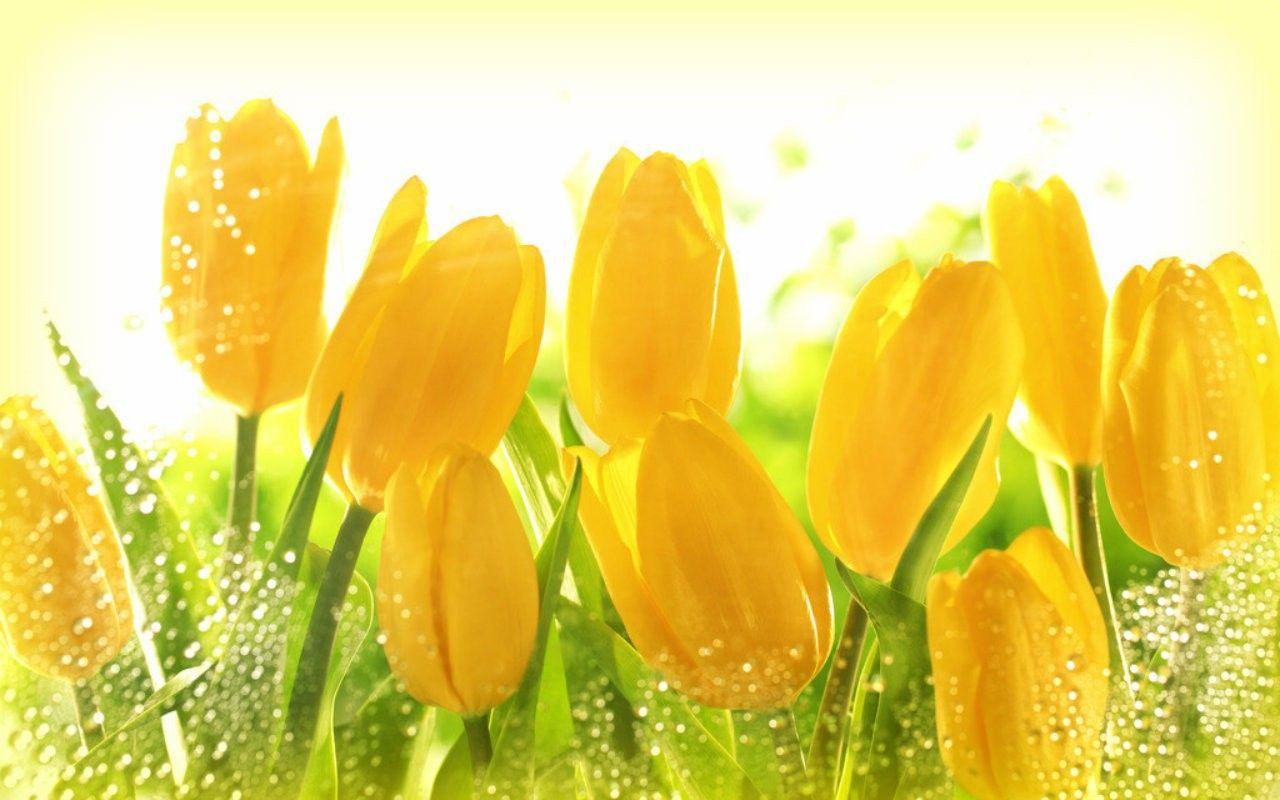 Yellow Tulips Wallpapers - Top Free Yellow Tulips Backgrounds ...