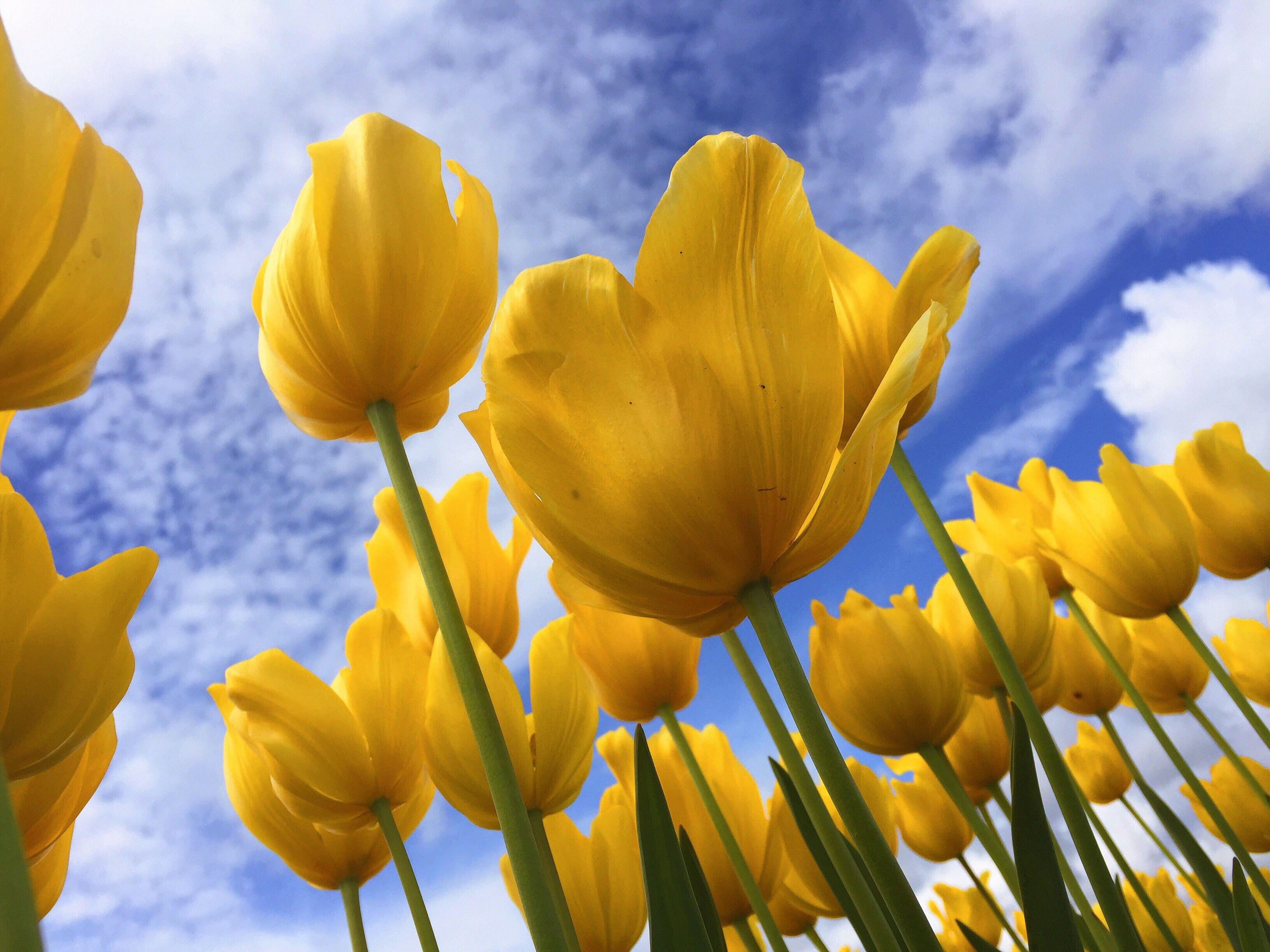 Yellow Tulips Wallpapers - Top Free Yellow Tulips Backgrounds ...