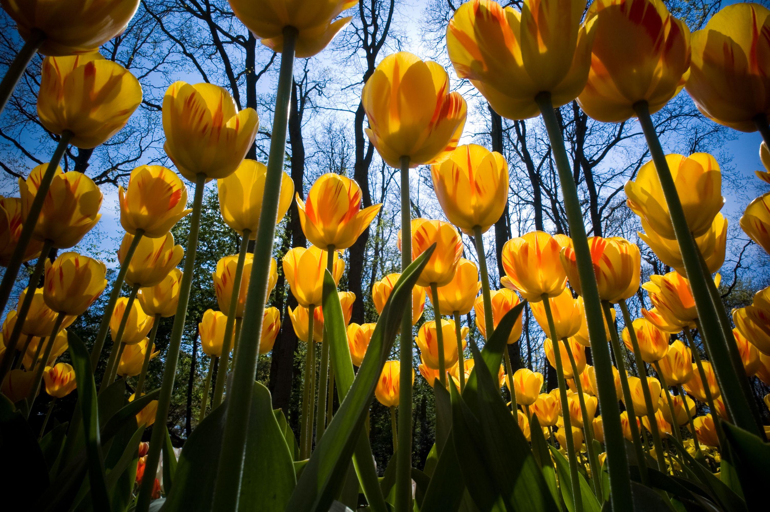 Yellow Tulips Wallpapers - Top Free Yellow Tulips Backgrounds ...