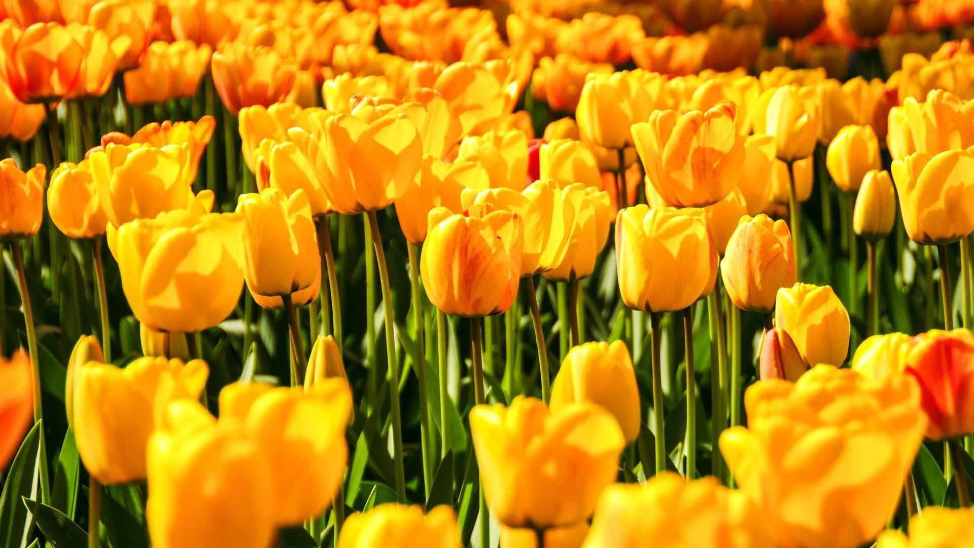 Yellow Tulips Wallpapers - Top Free Yellow Tulips Backgrounds ...