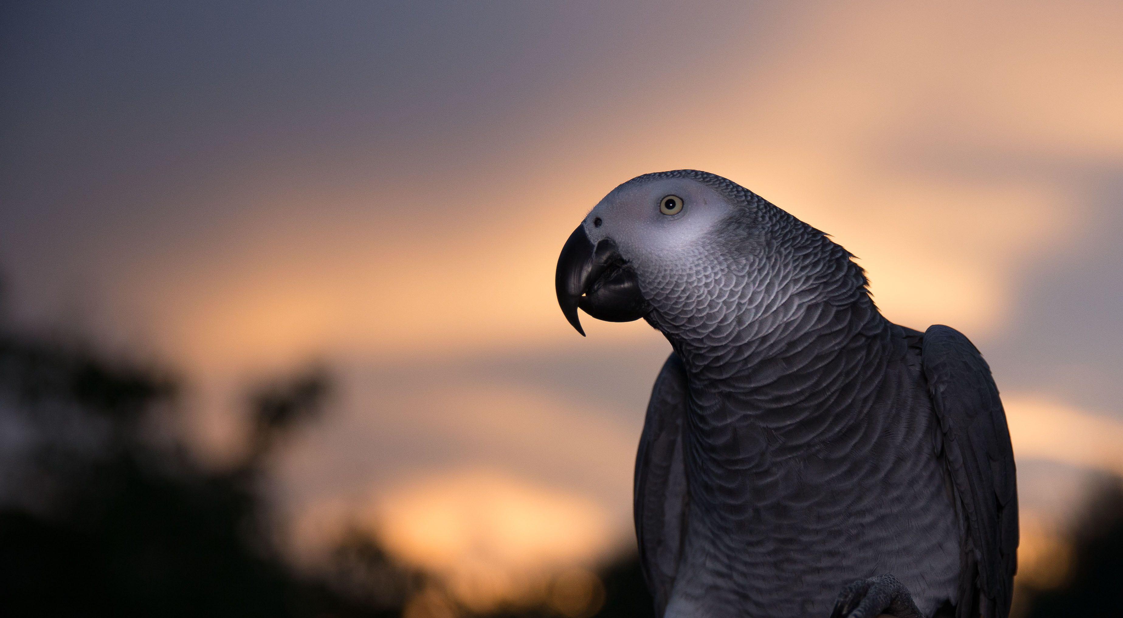Grey Parrot Wallpapers - Top Free Grey Parrot Backgrounds - WallpaperAccess