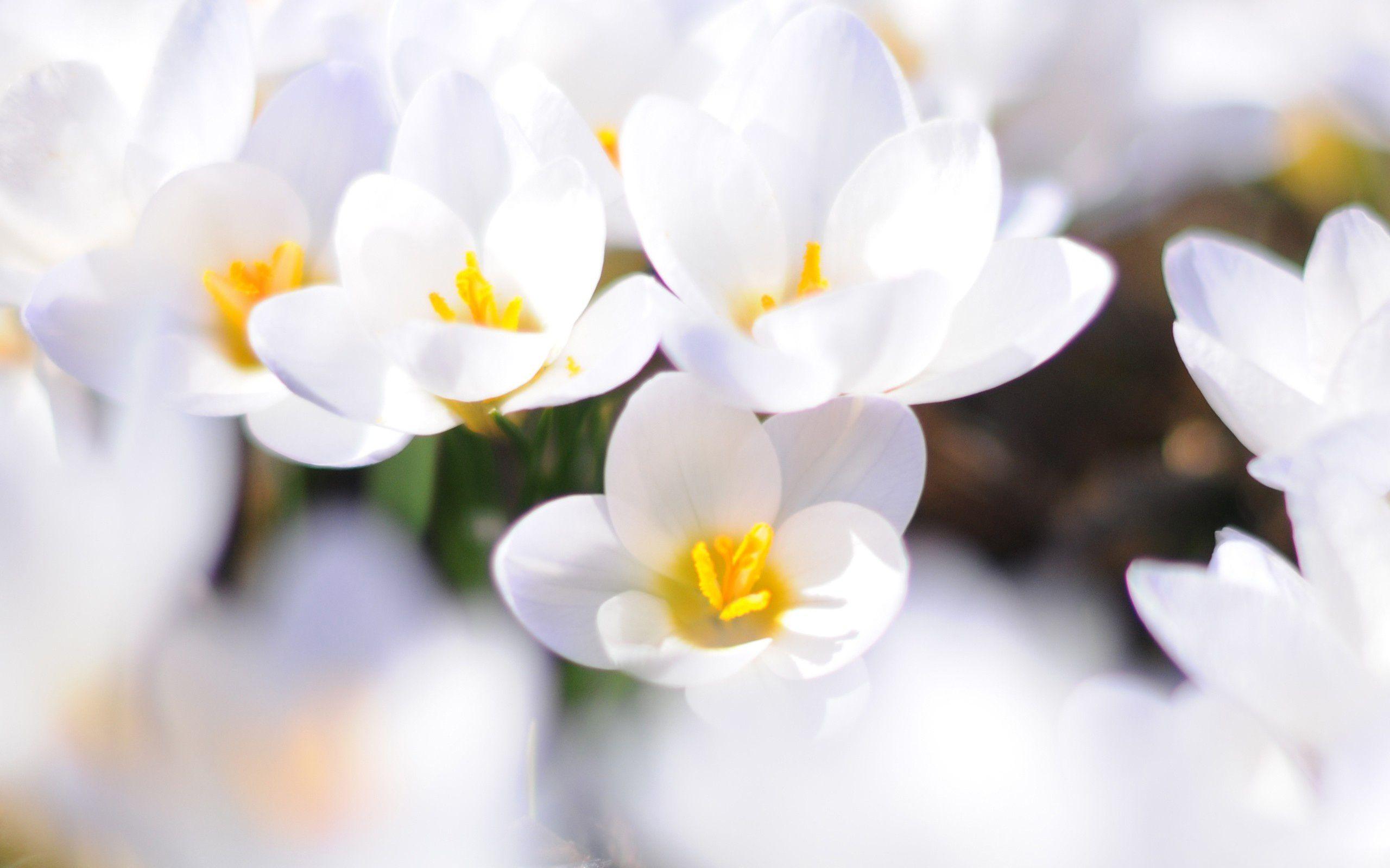 White Flowers Desktop Wallpapers - Top Free White Flowers Desktop ...