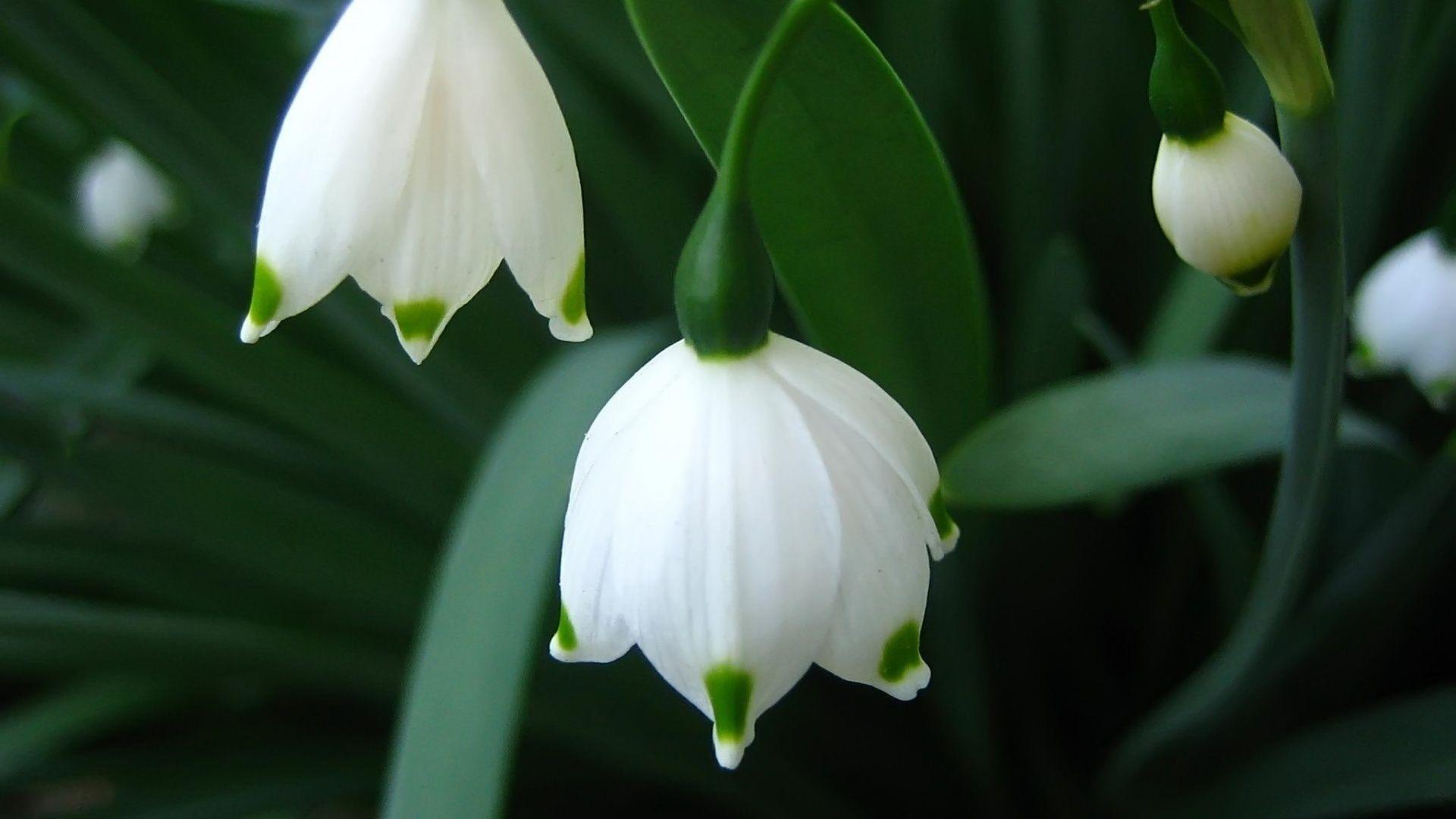 White Flower Desktop Wallpapers - Top Free White Flower Desktop ...