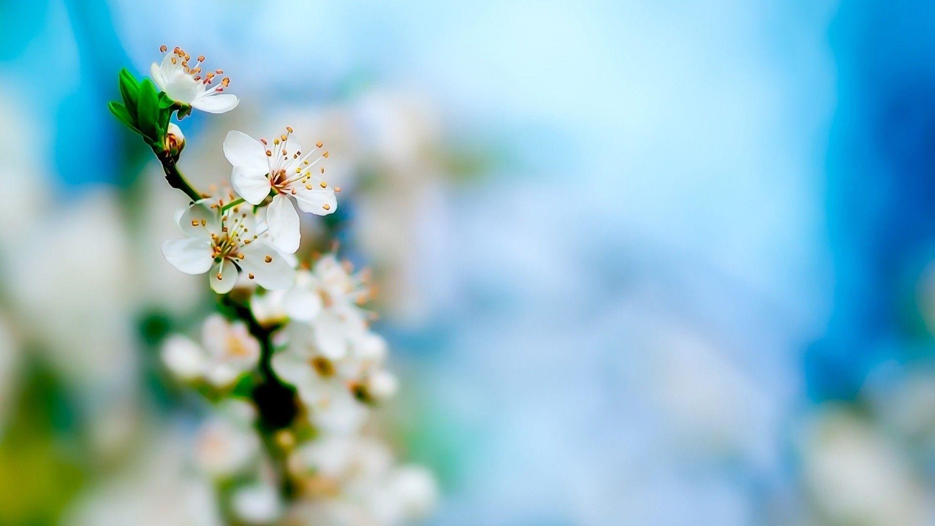 White Flower Desktop Wallpapers - Top Free White Flower Desktop ...