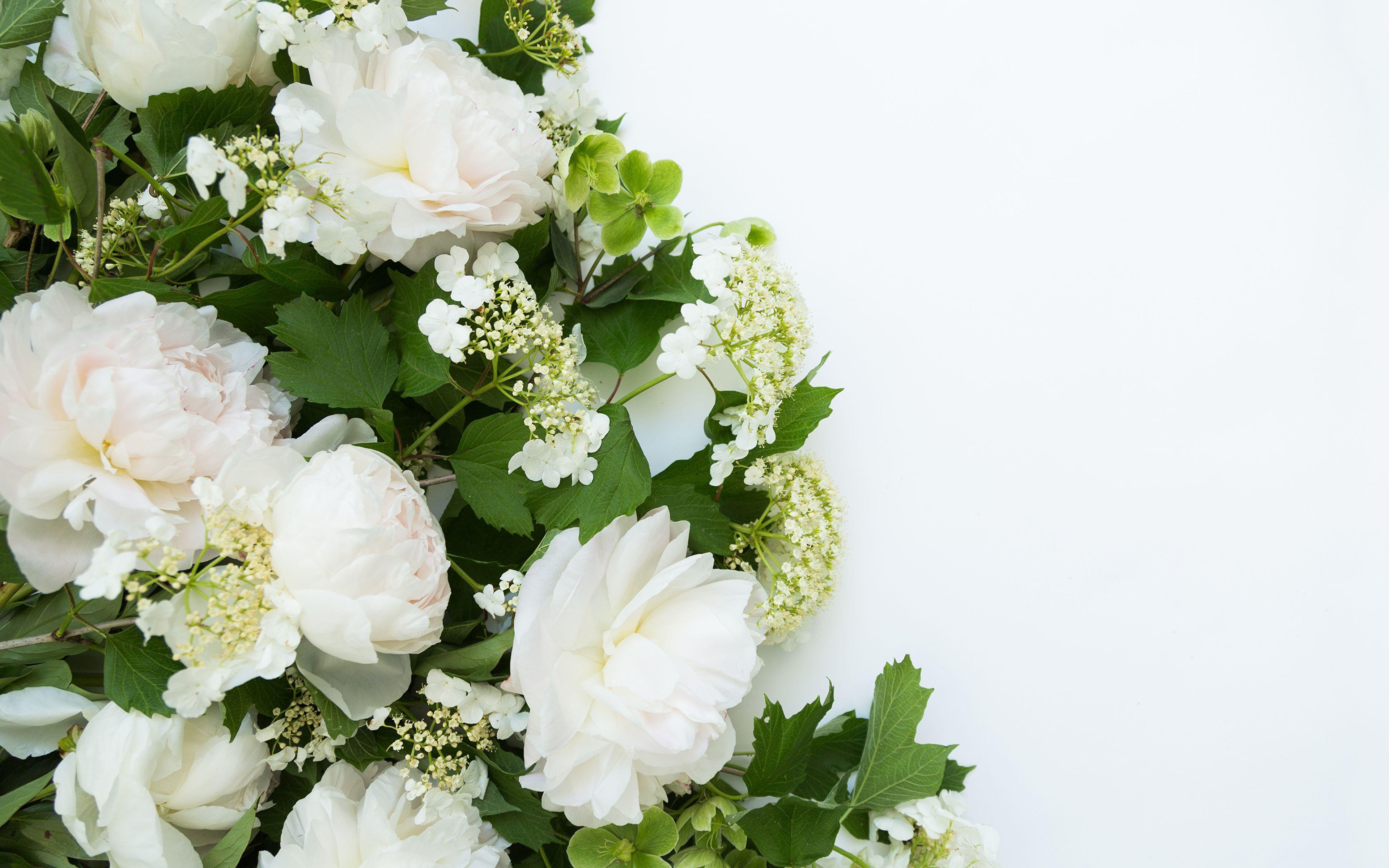 White Flower Desktop Wallpapers - Top Free White Flower Desktop ...