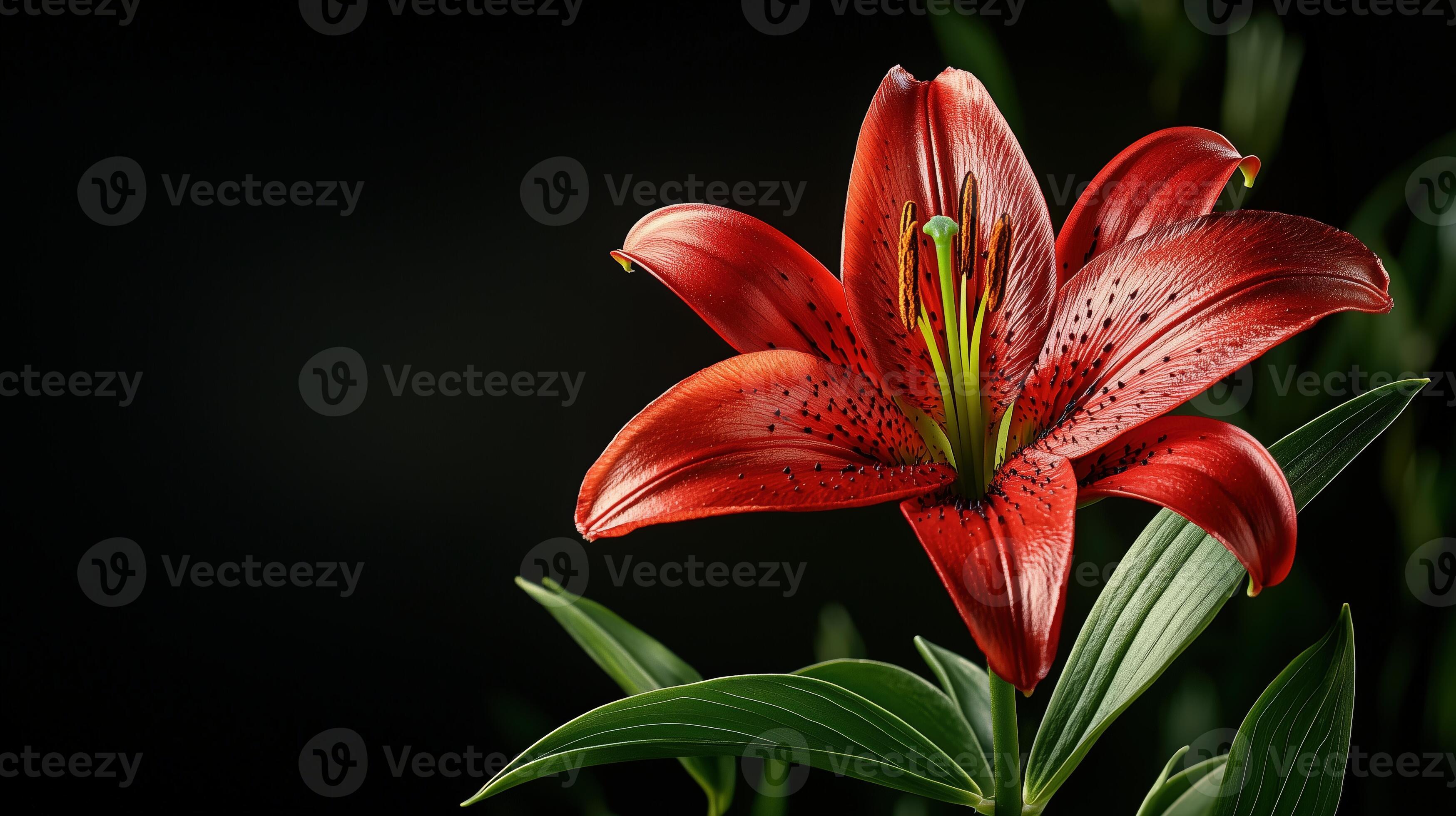 Red Lilly Wallpapers - Top Free Red Lilly Backgrounds - WallpaperAccess
