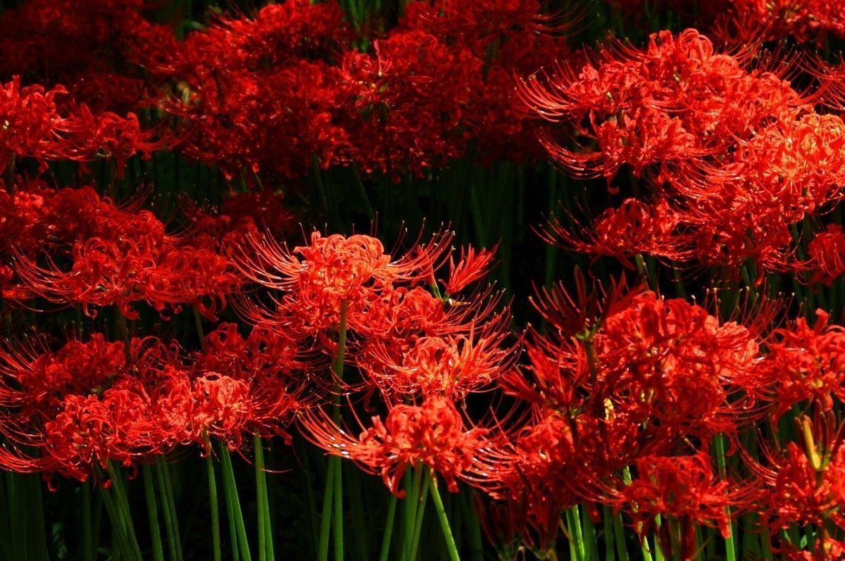 Red Lilly Wallpapers - Top Free Red Lilly Backgrounds - WallpaperAccess