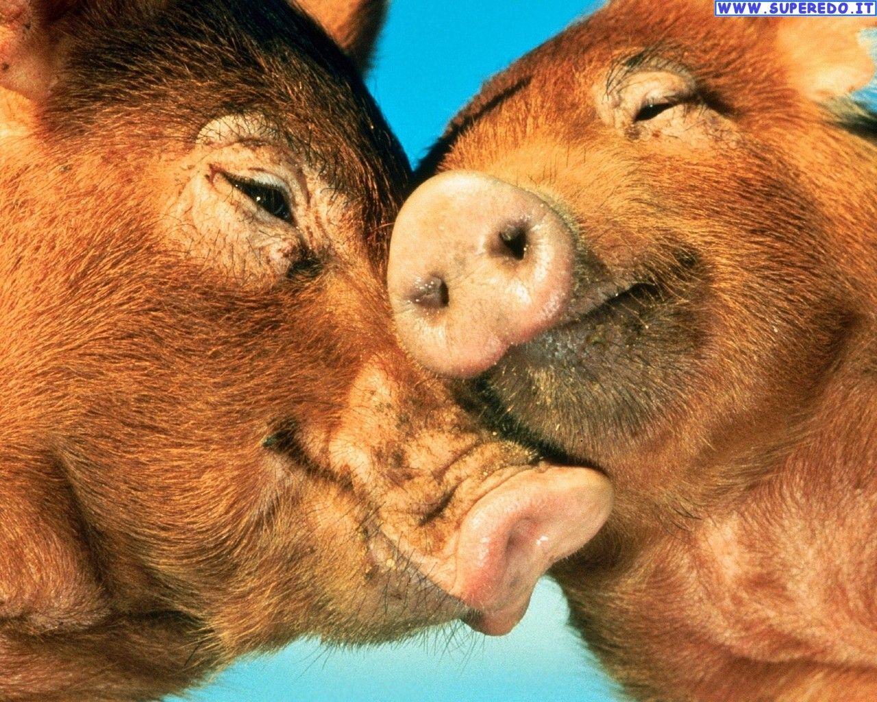 Farm Animals Wallpapers - Top Free Farm Animals Backgrounds - WallpaperAccess