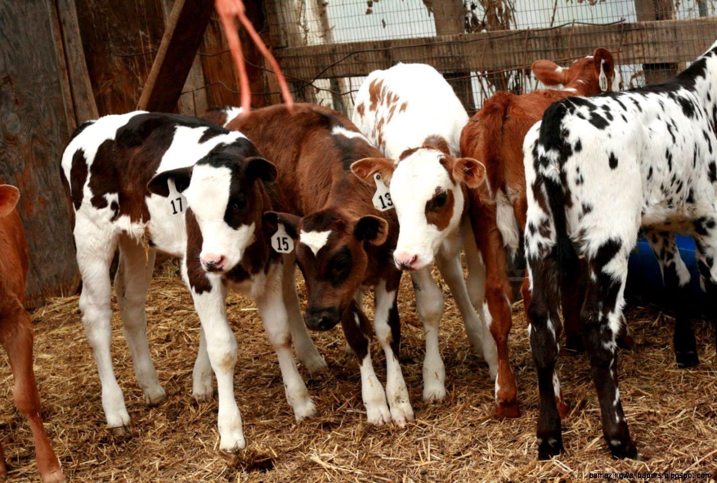 Farm Animals Wallpapers - Top Free Farm Animals Backgrounds ...