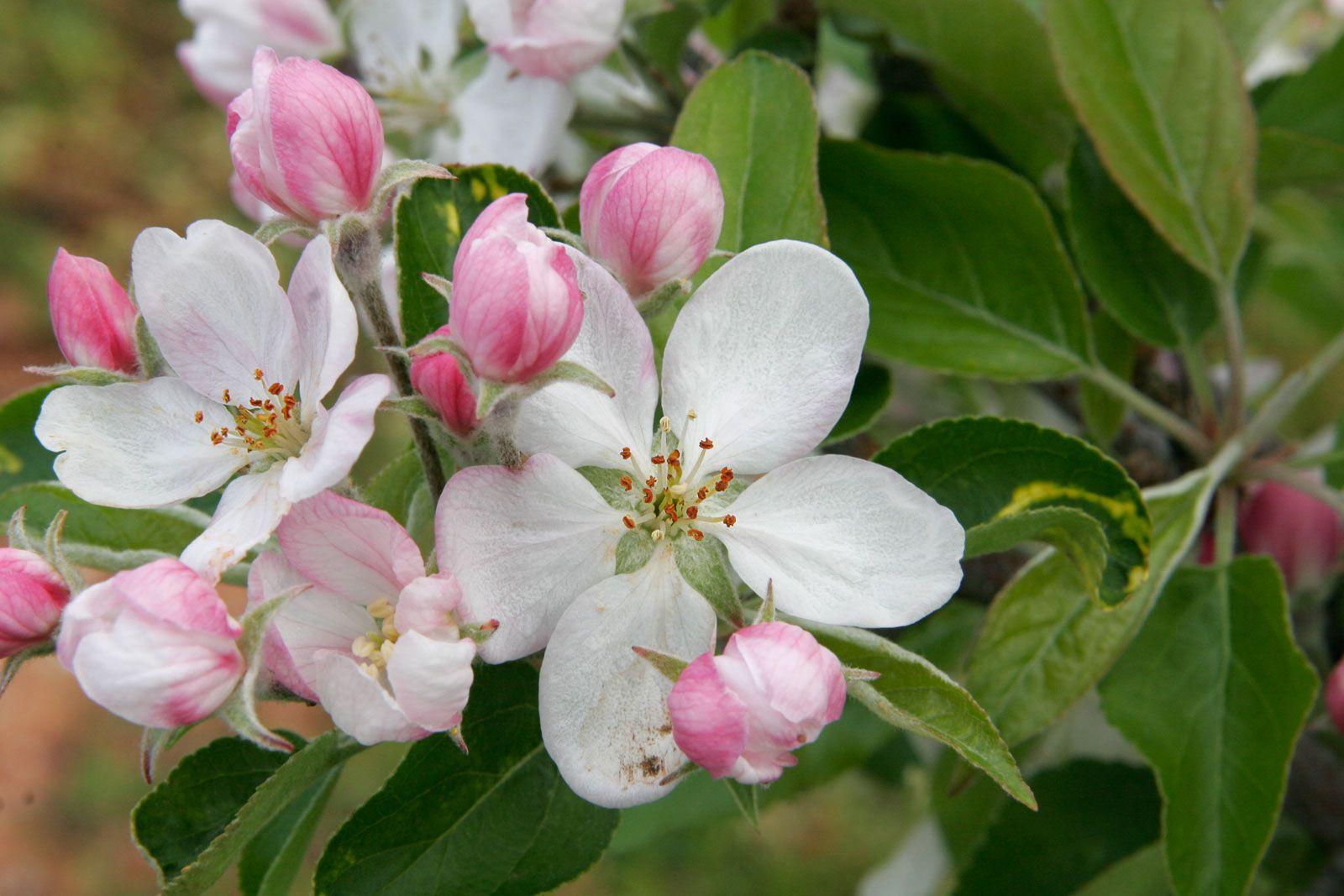 Apple Blossom Wallpapers - Top Free Apple Blossom Backgrounds ...