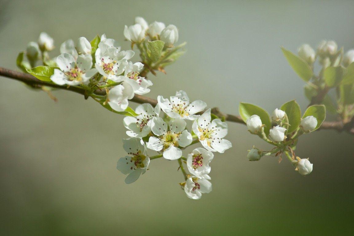 Apple Blossom Wallpapers - Top Free Apple Blossom Backgrounds ...