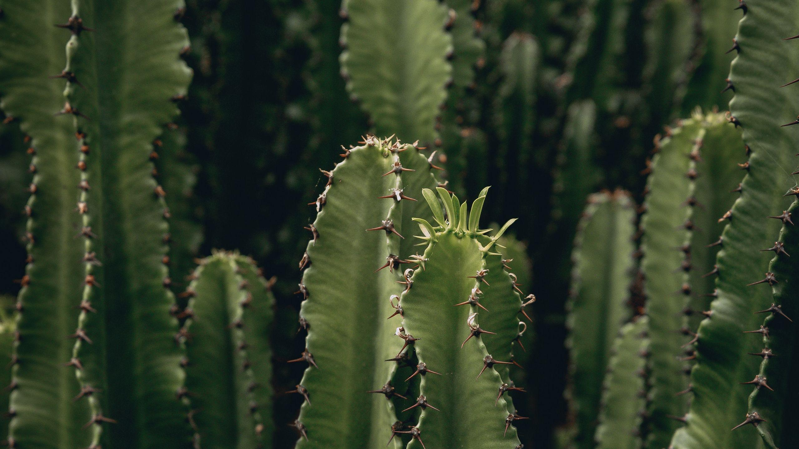 Cactus Plant Wallpapers - Top Free Cactus Plant Backgrounds ...