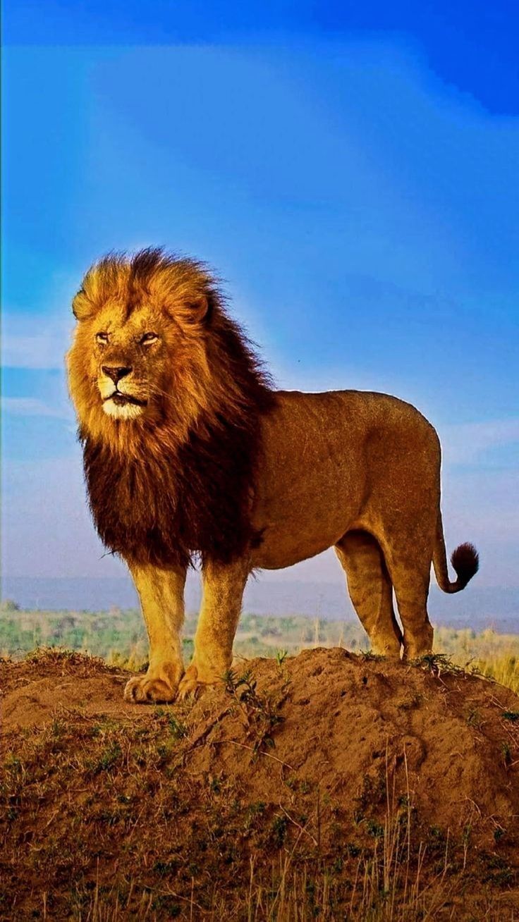 Standing Lion Wallpapers - Top Free Standing Lion Backgrounds ...