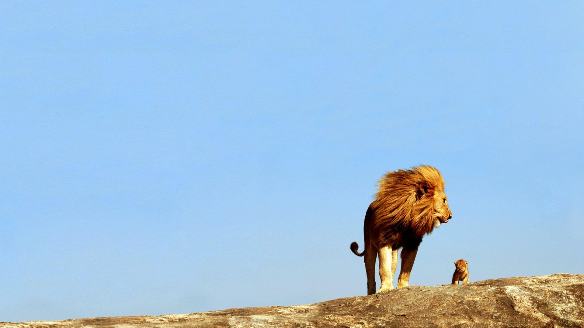 Standing Lion Wallpapers - Top Free Standing Lion Backgrounds ...