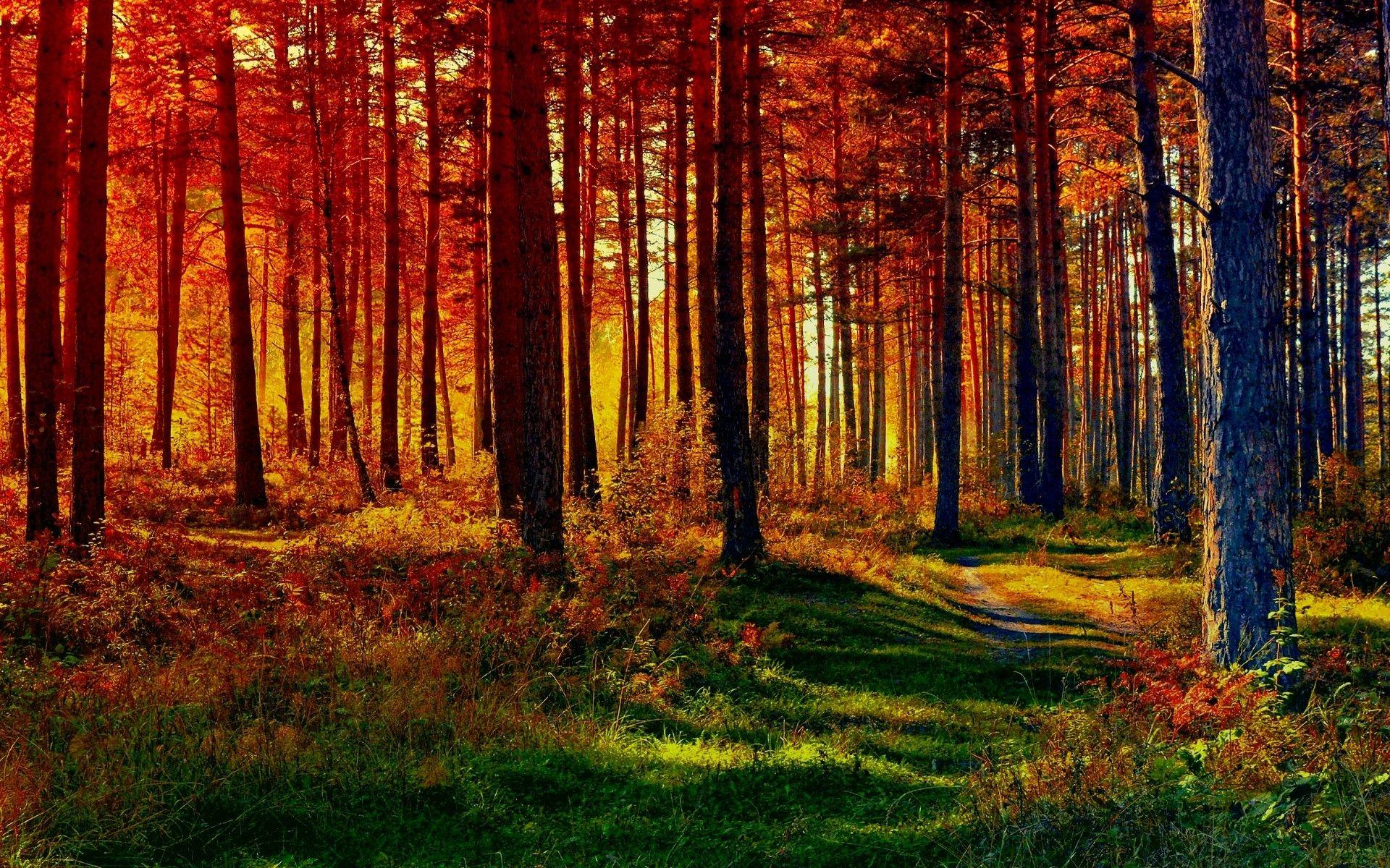 Fall Forest Wallpapers - Top Free Fall Forest Backgrounds - WallpaperAccess