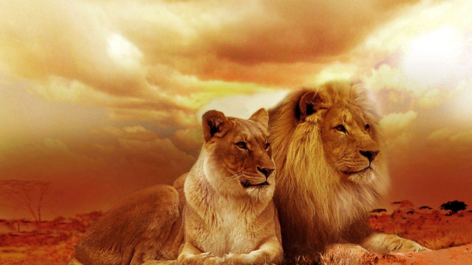 Lion Sunset Wallpapers - Top Free Lion Sunset Backgrounds - WallpaperAccess